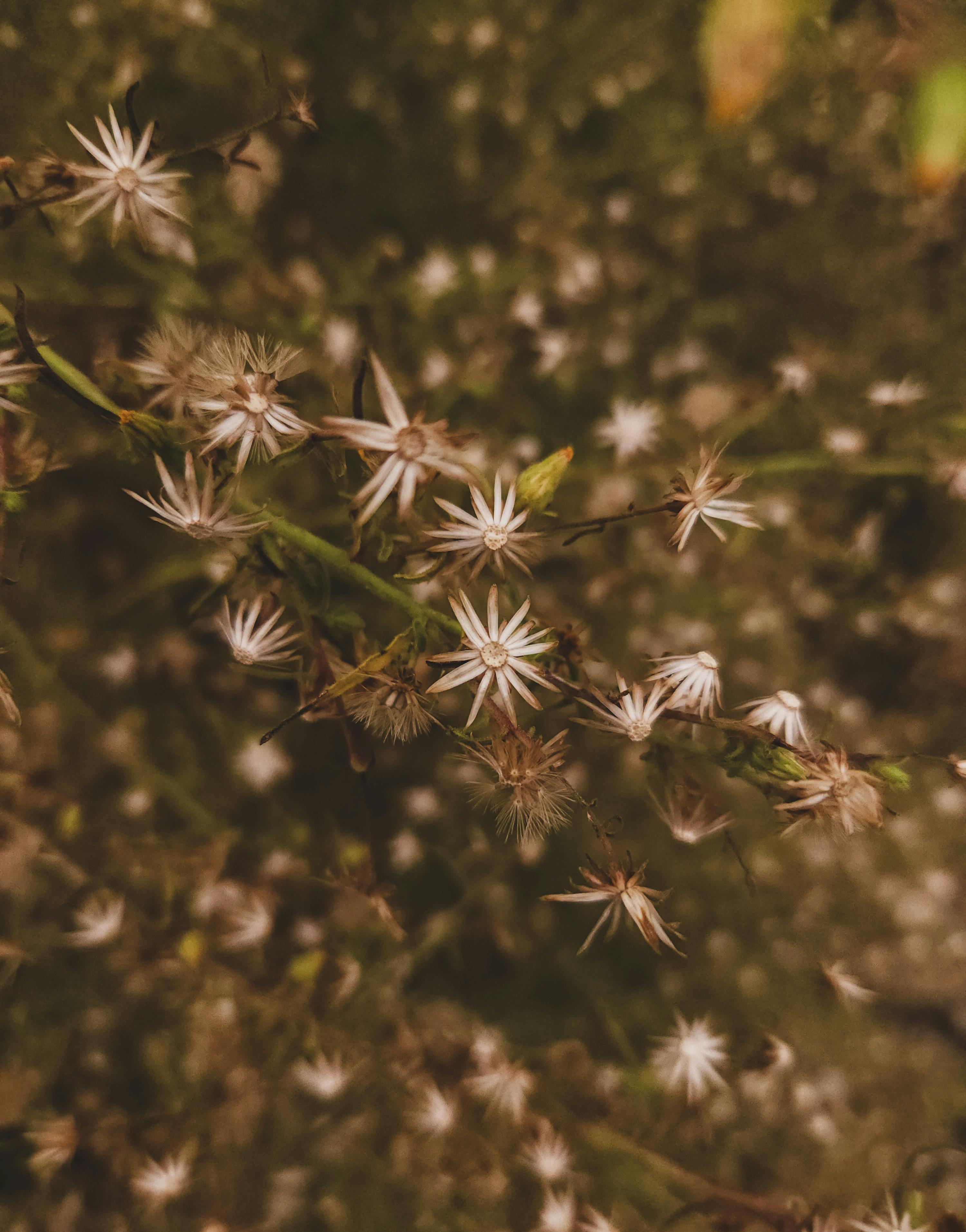 Tree Branch with Dry Flowers · Free Stock Photo