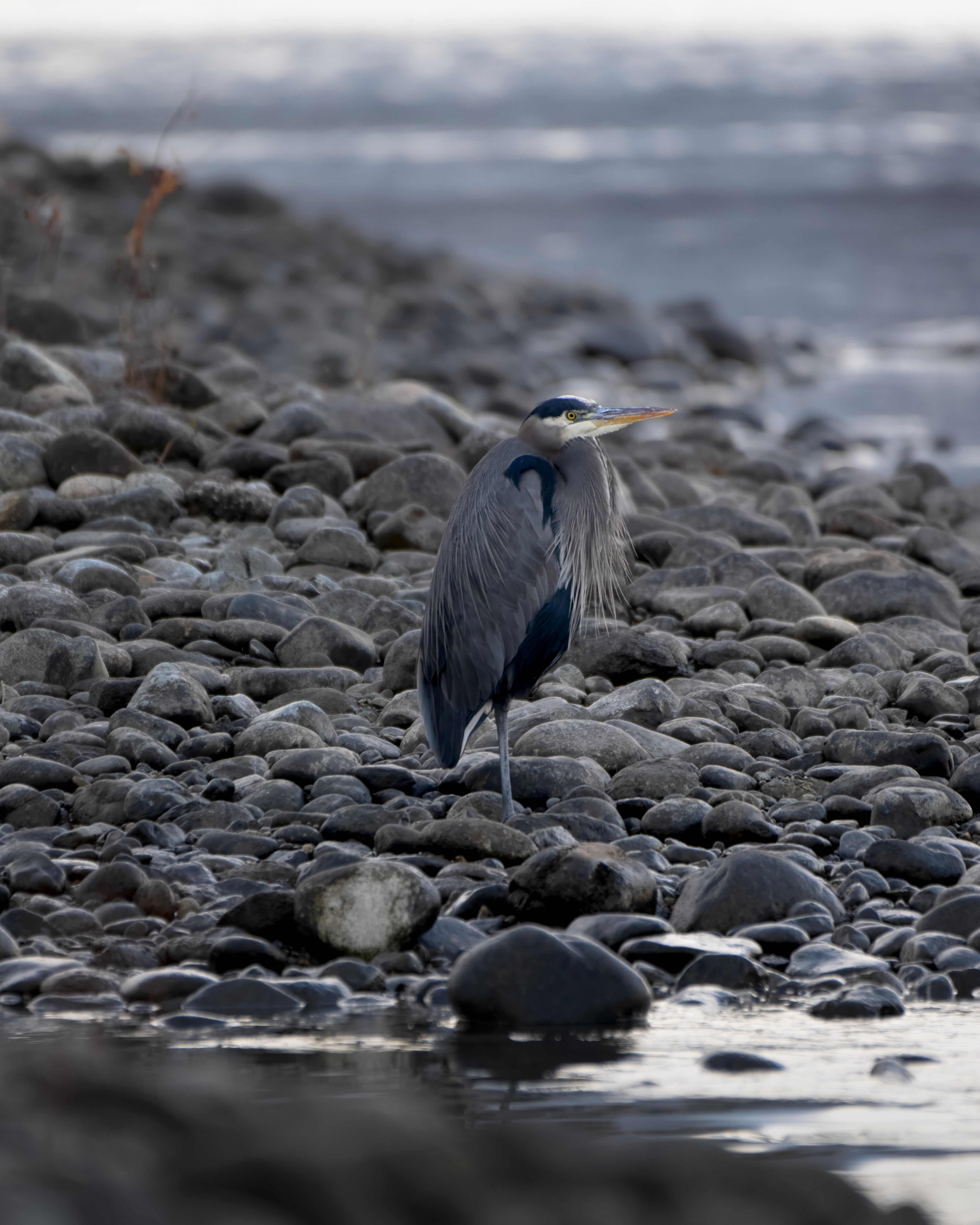 Bird Plan Photos, Download The BEST Free Bird Plan Stock Photos & HD Images