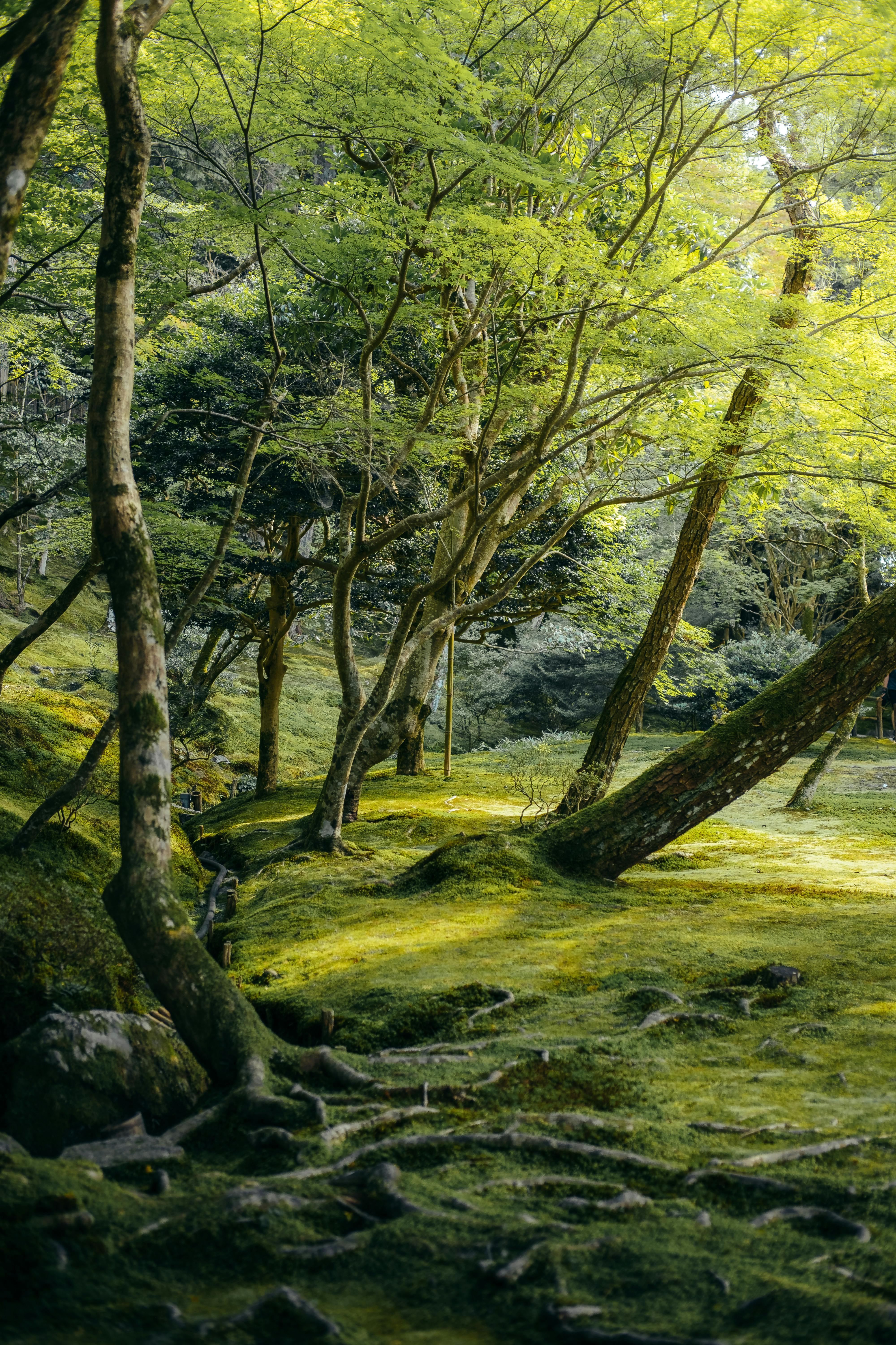 Moss among Green Trees in Forest · Free Stock Photo