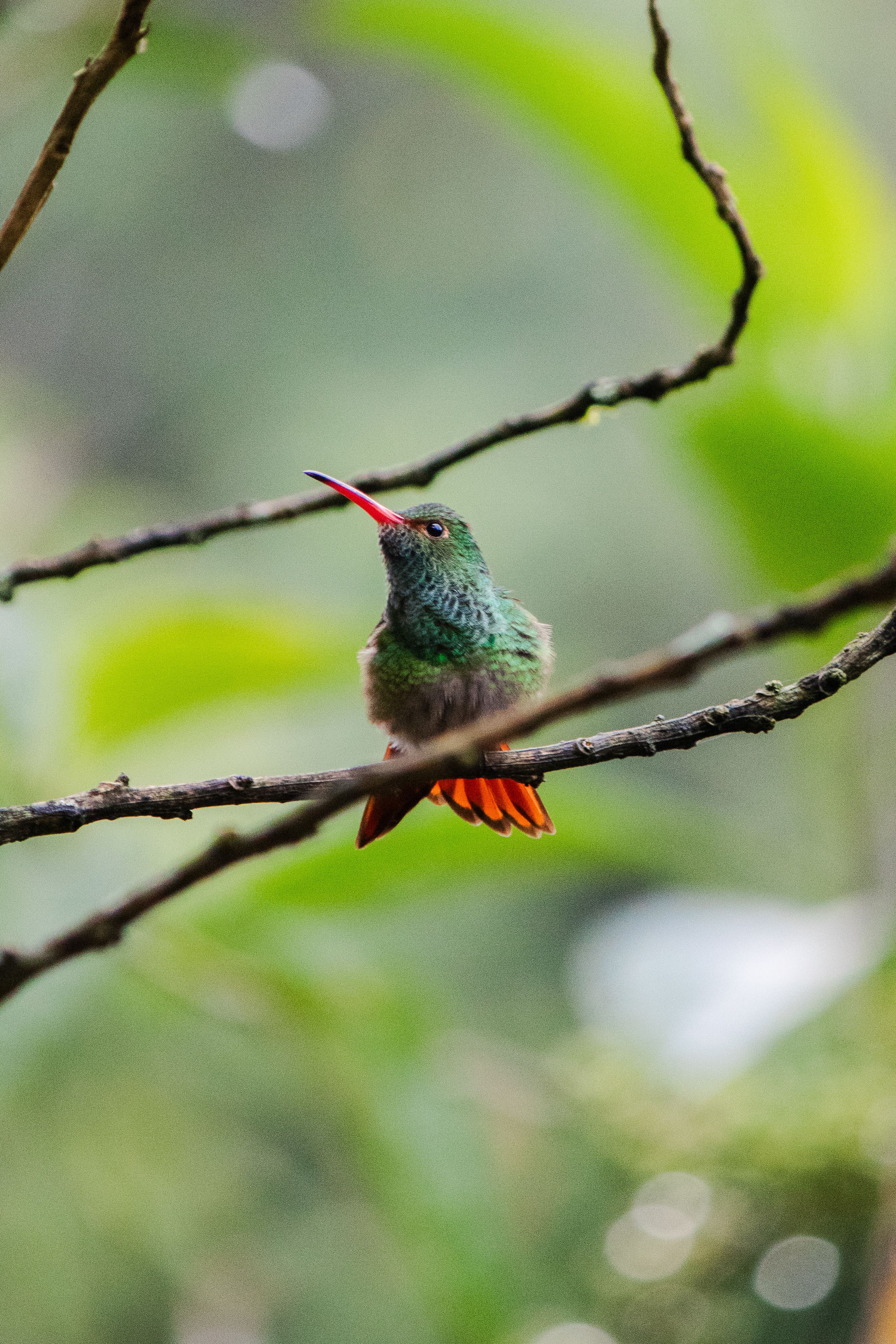Hummingbird · Free Stock Photo