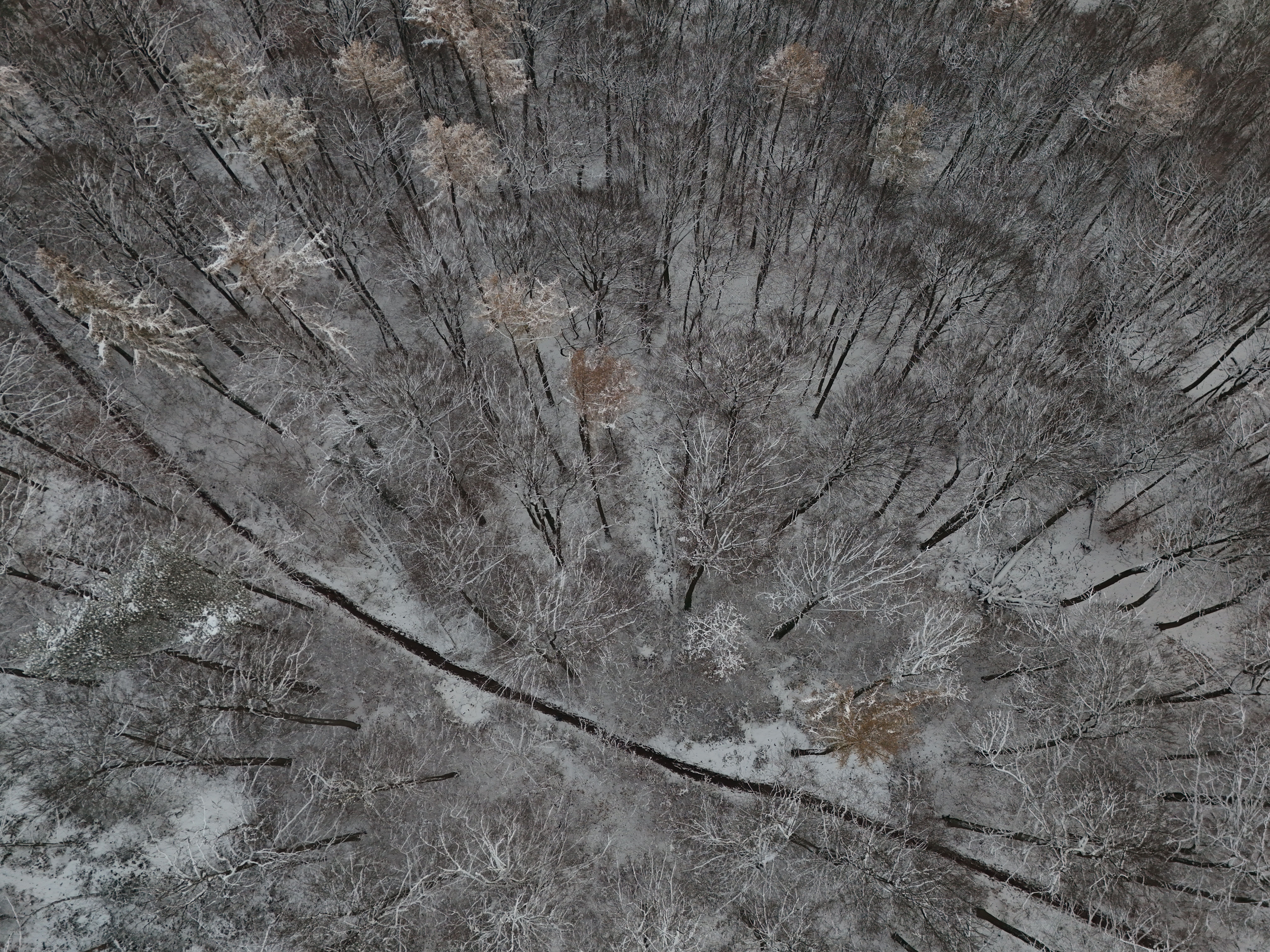 Birds Eye View of a Snowy Forest · Free Stock Photo