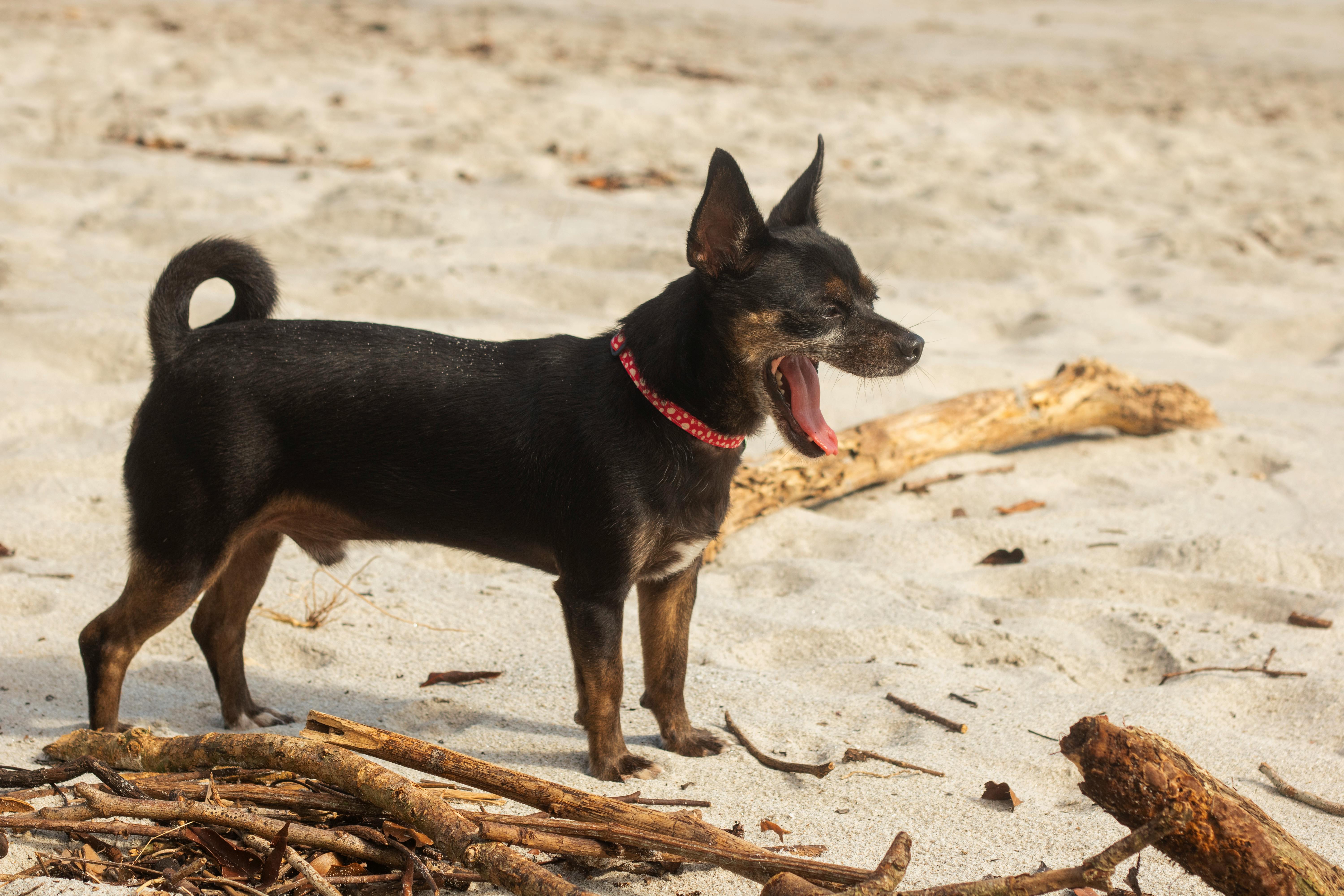 Black Dog on Beach · Free Stock Photo