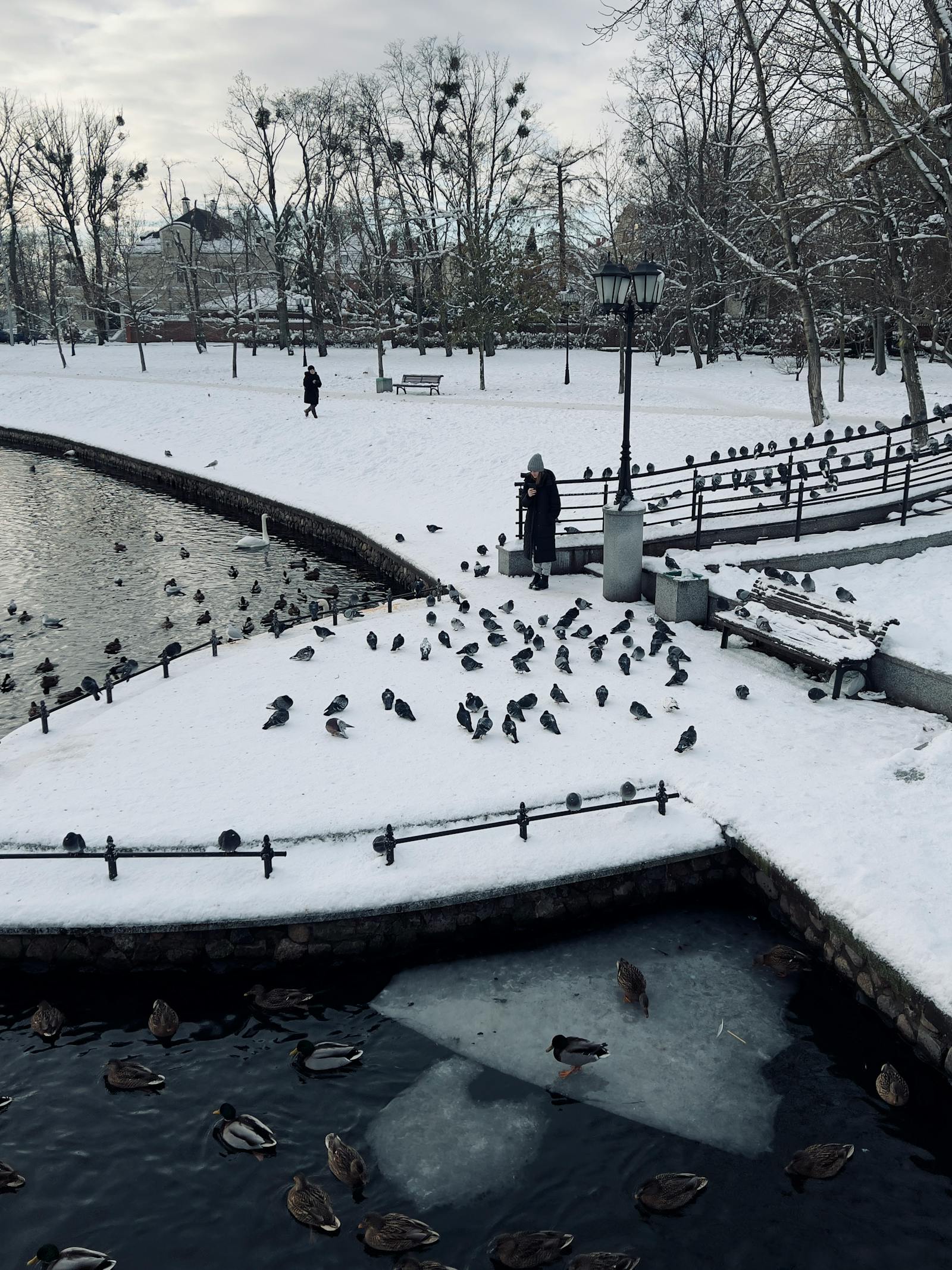 Frozen Ducks Photos, Download The BEST Free Frozen Ducks Stock Photos ...