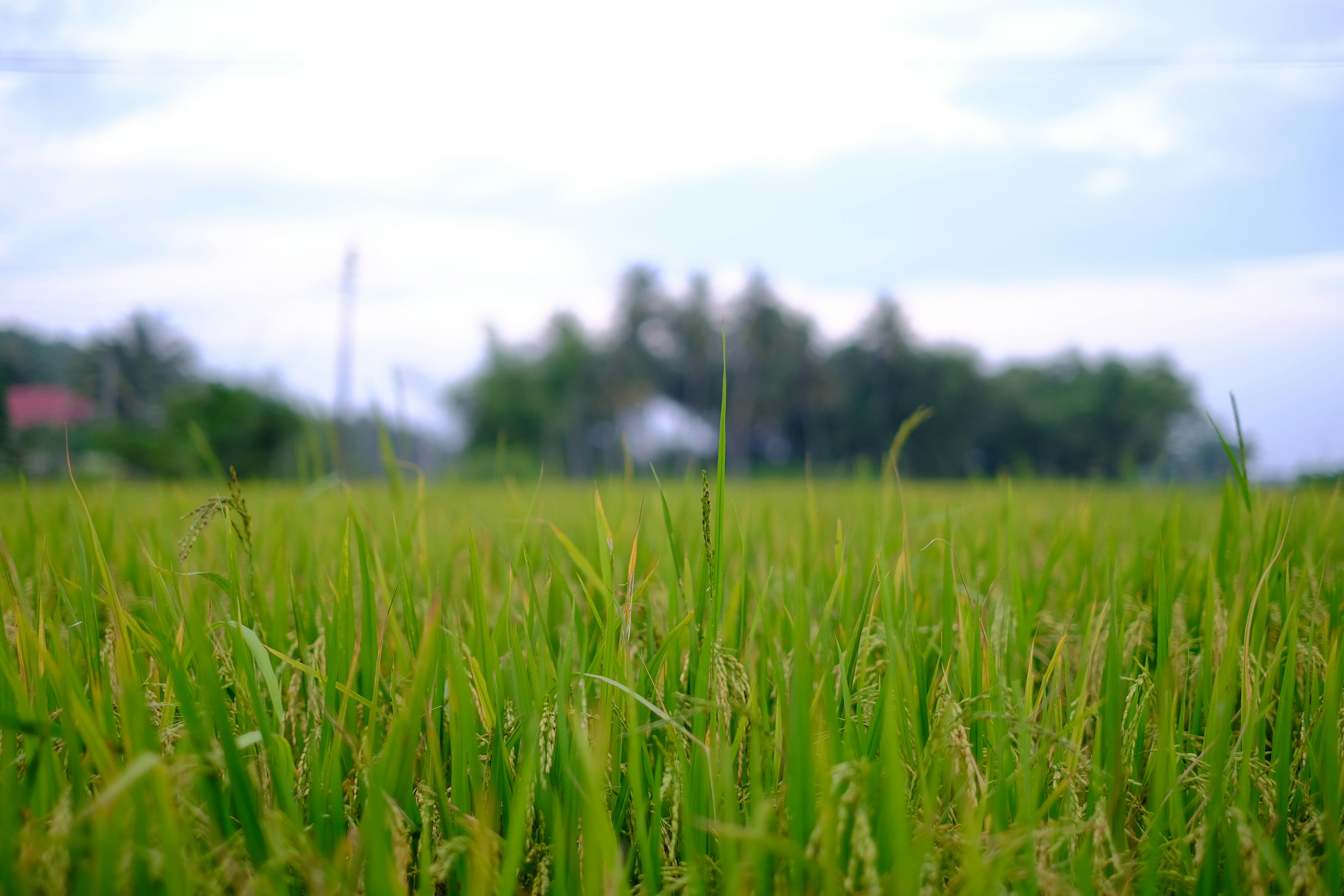 Green Ground Photos, Download The BEST Free Green Ground Stock Photos ...