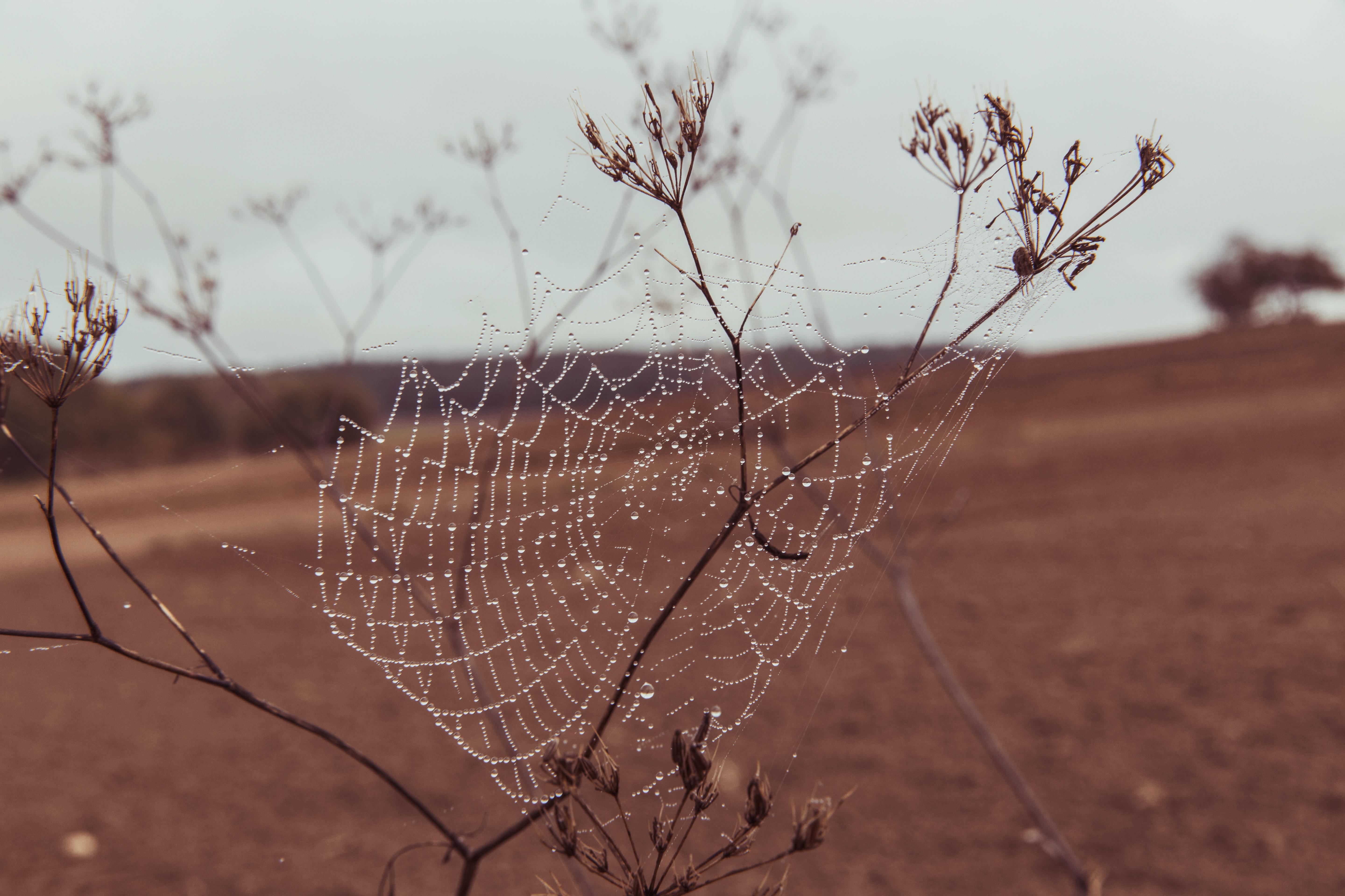 Spider Web on Plant Stem on Dry Land during Daytime Closeup Photography ...