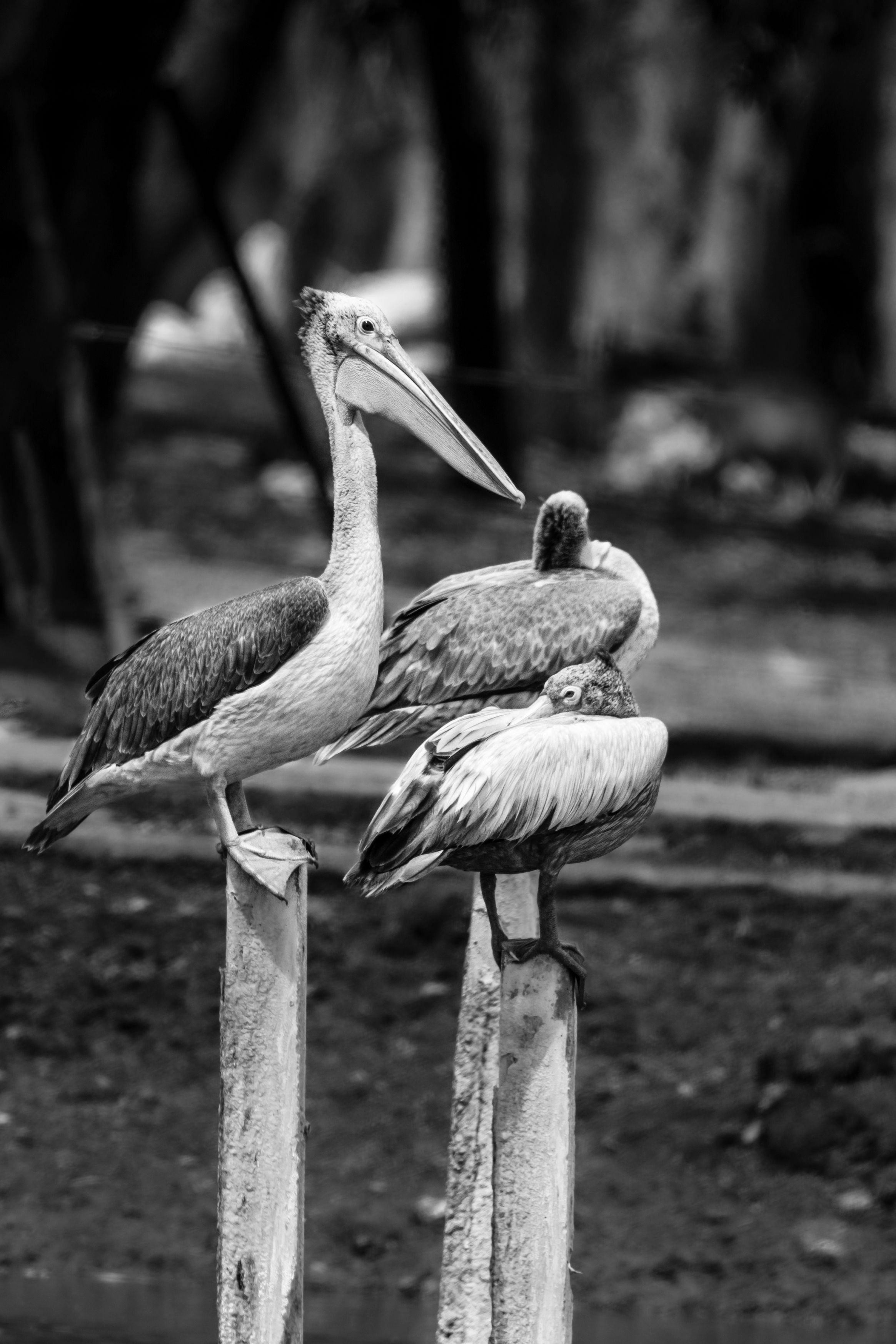 Pelican and Ducks · Free Stock Photo