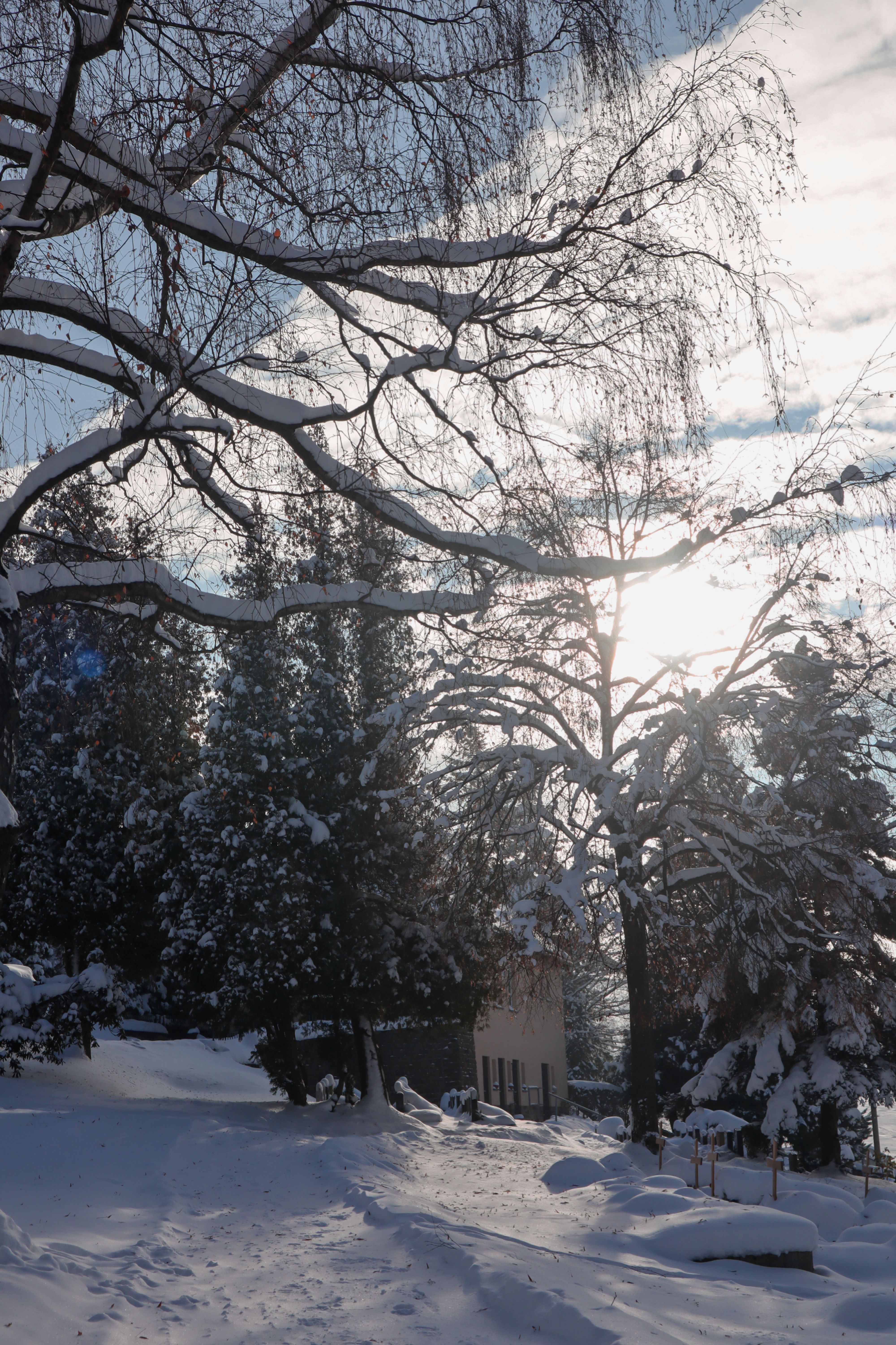 Building behind Trees in Snow · Free Stock Photo