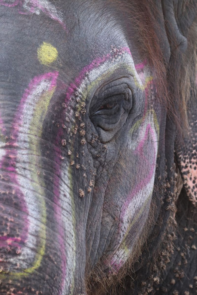 Elephant Faces Photos, Download The BEST Free Elephant Faces Stock ...