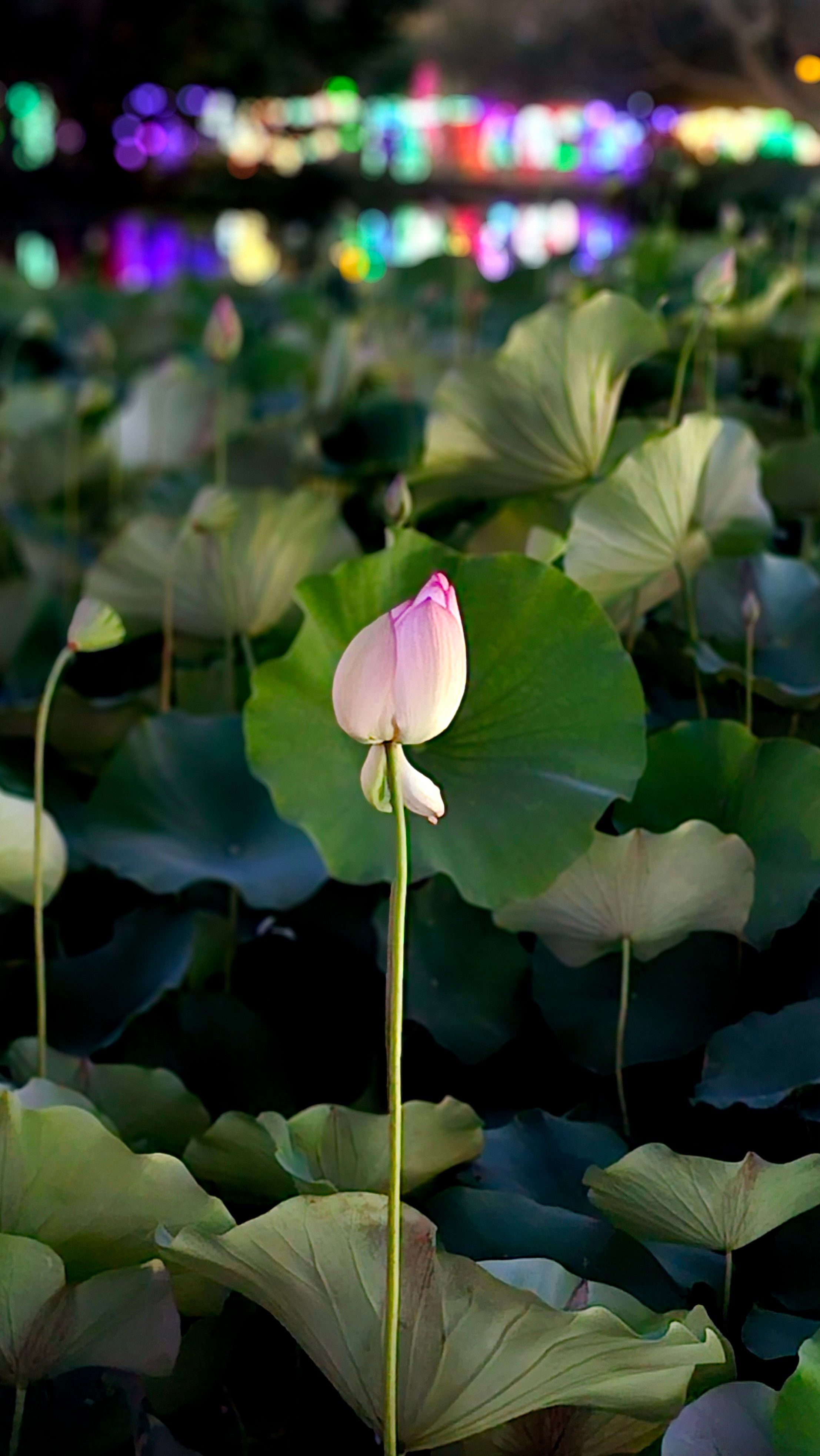 Lotus Flower and Plants at Night · Free Stock Photo