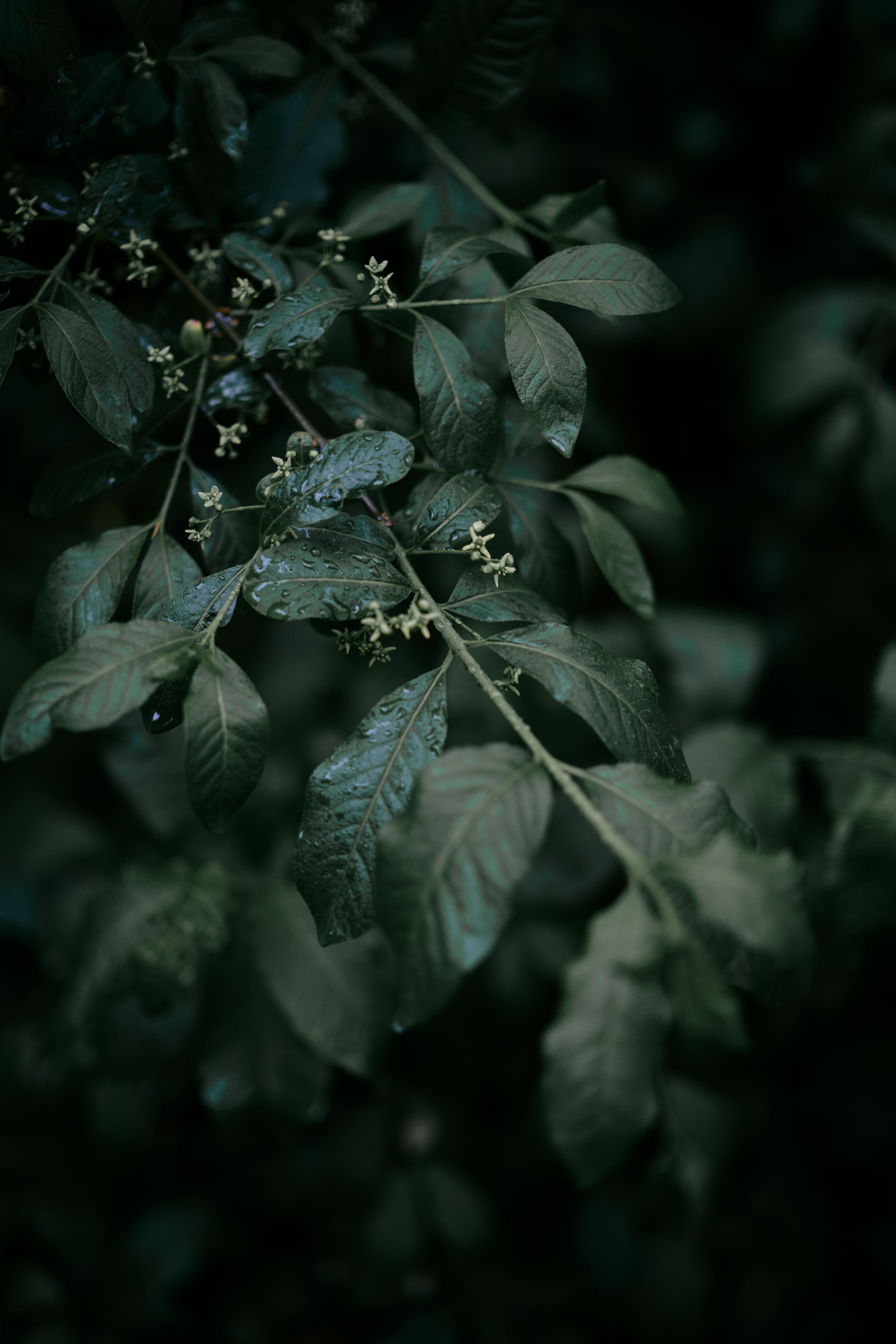 Deep Forest Rain Video Photos, Download The BEST Free Deep Forest Rain ...