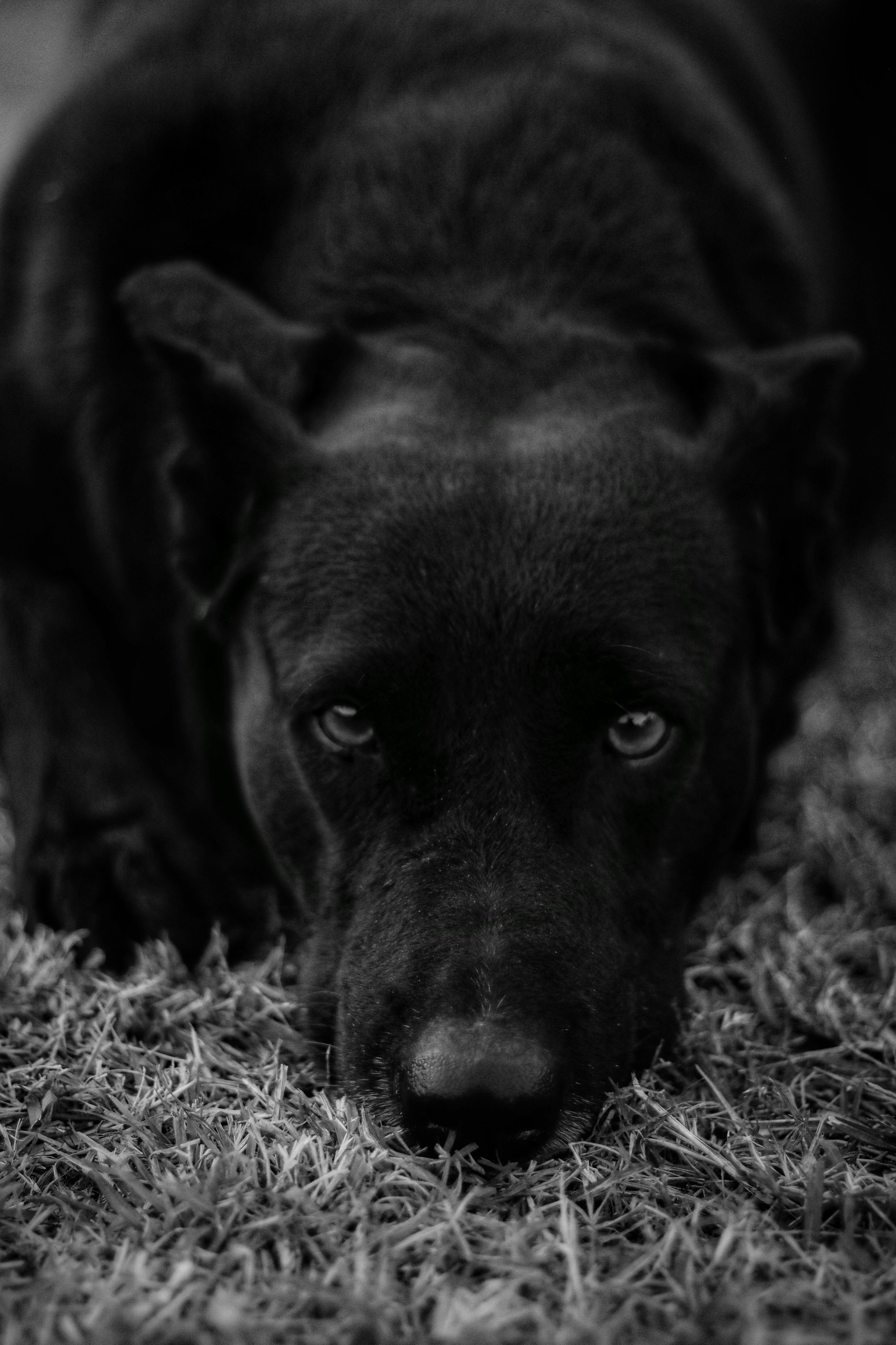 Sad Labrador Retriever · Free Stock Photo