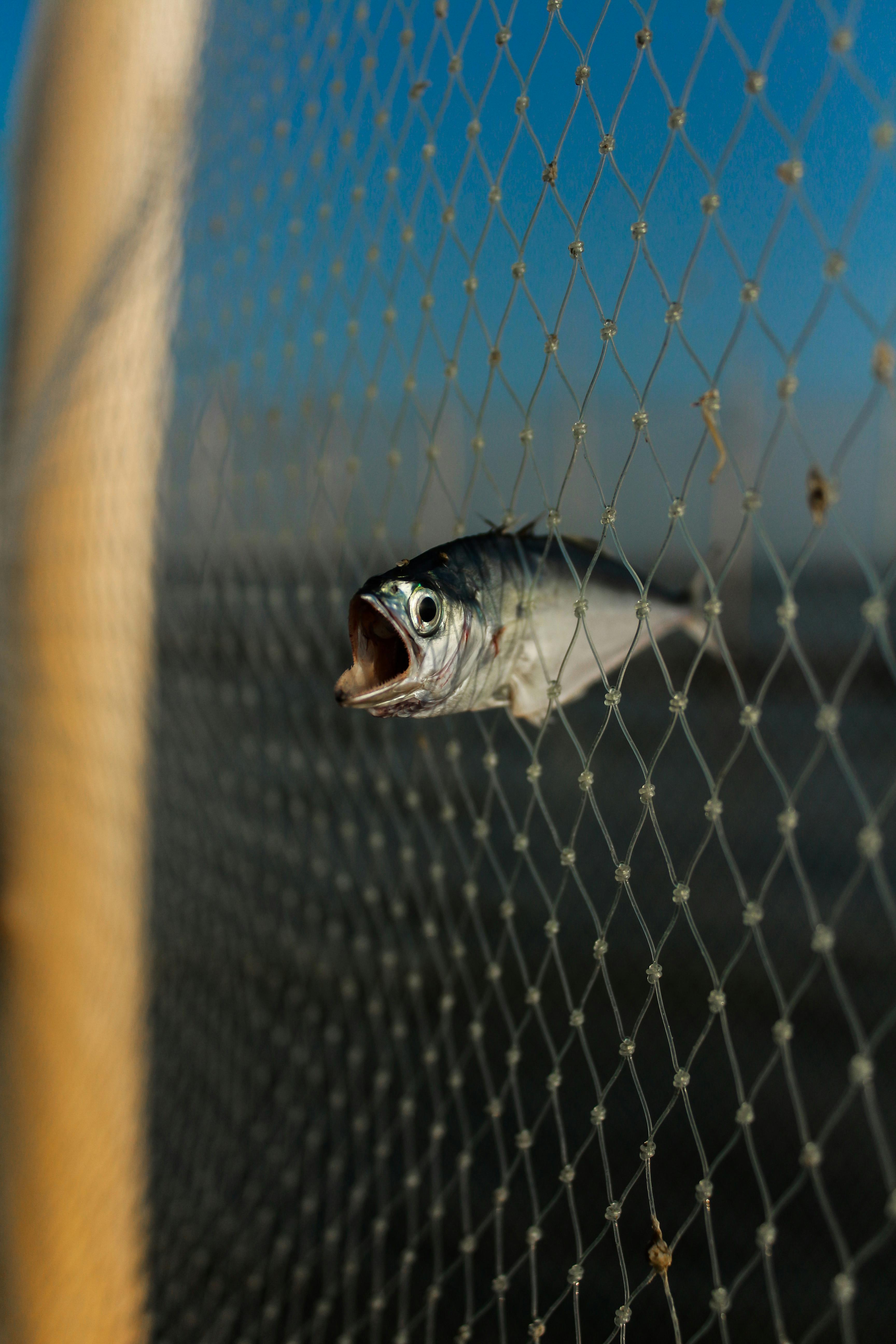 Fish with Open Mouth on Fence · Free Stock Photo