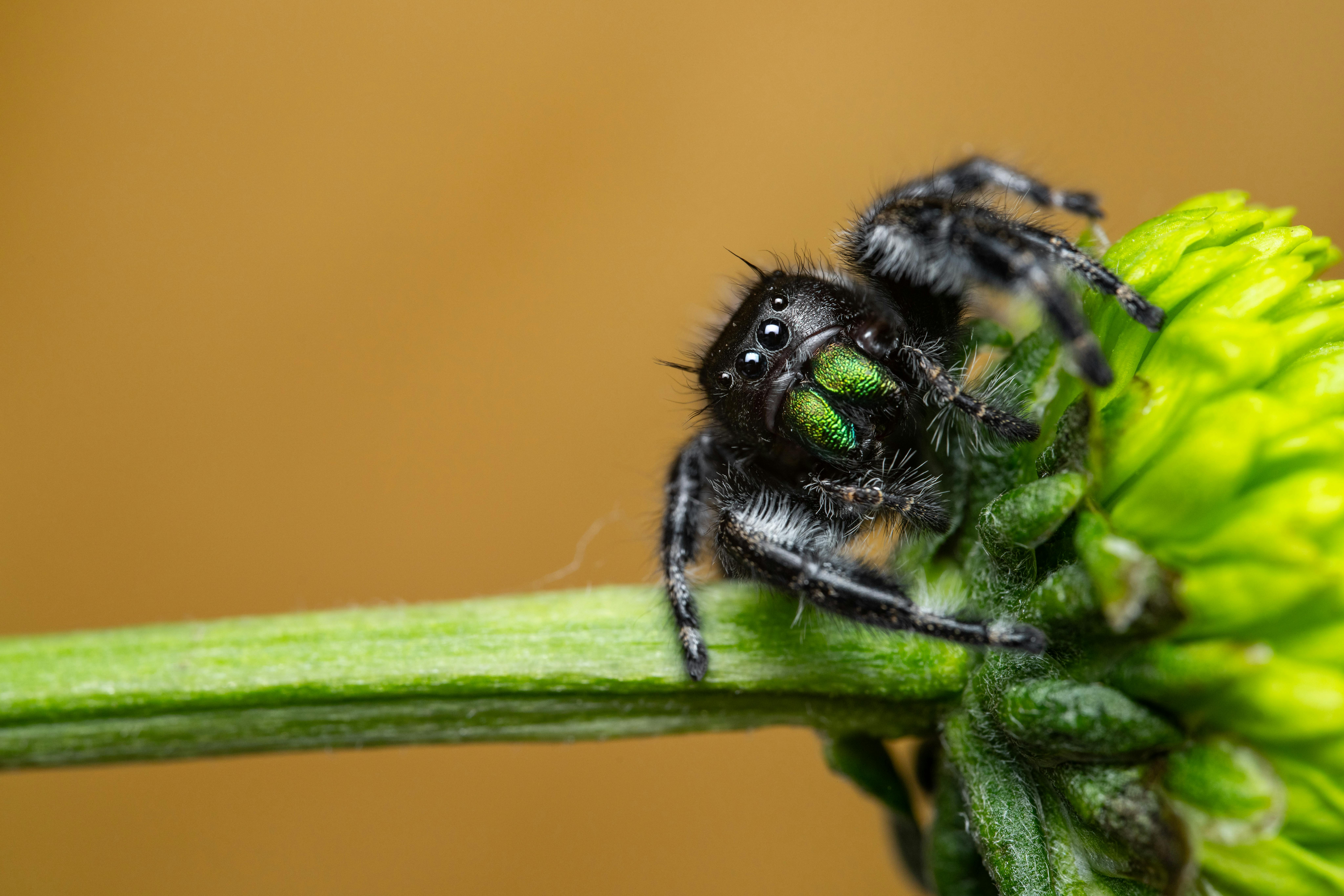 Close Up of Spider on Flower · Free Stock Photo