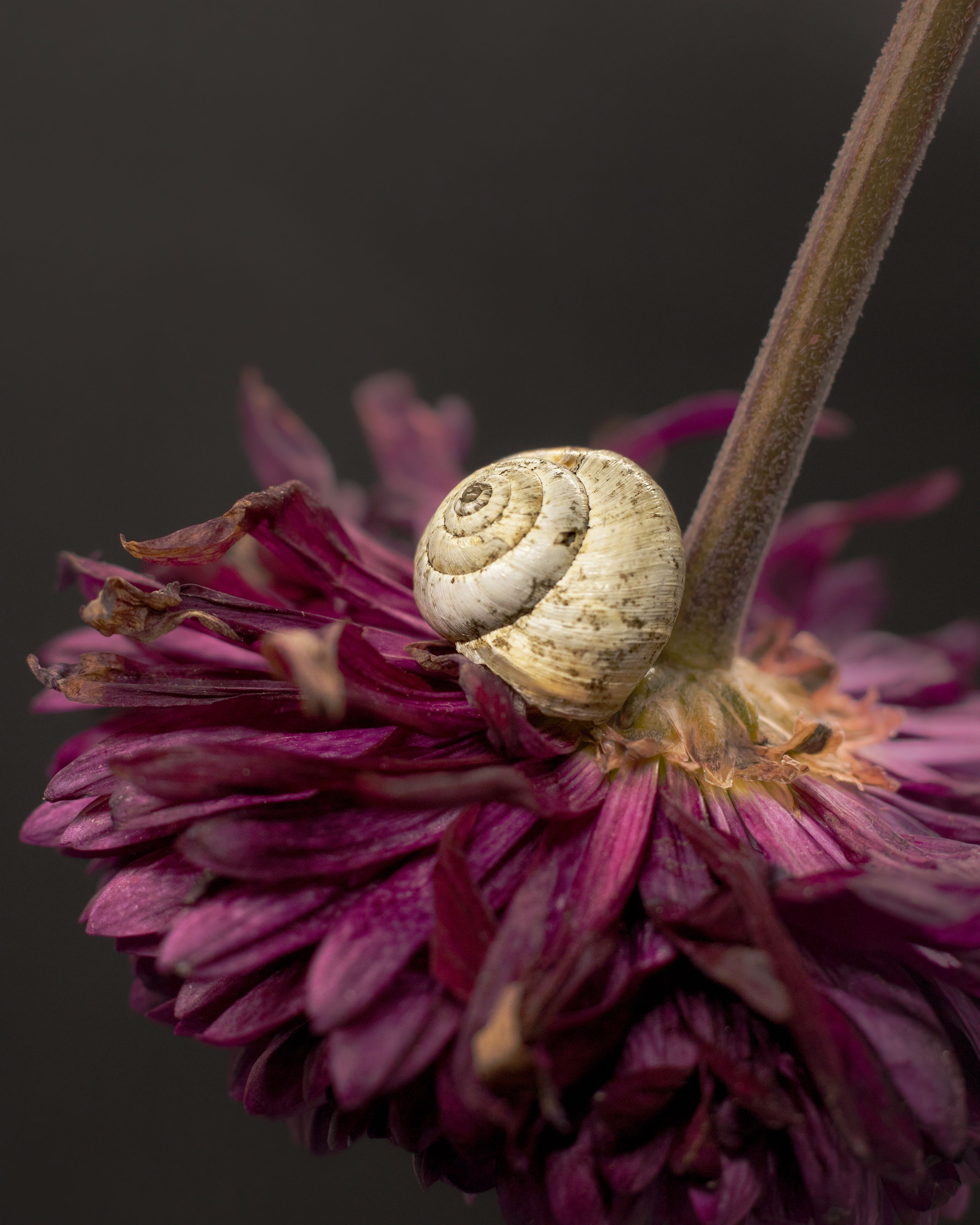 Flower Bouqet Photos, Download The BEST Free Flower Bouqet Stock Photos ...
