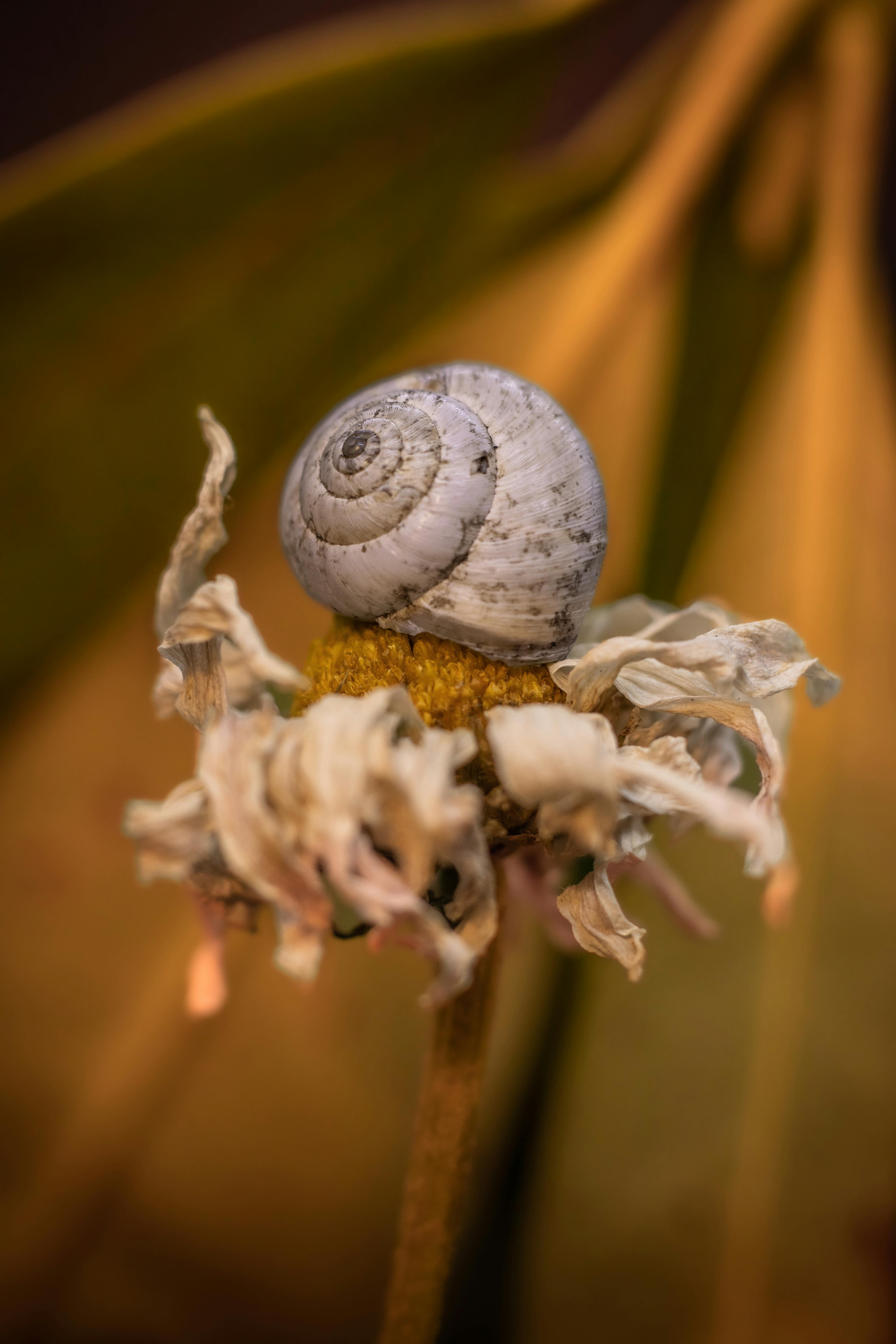Snail Shell on a Withered Daisy · Free Stock Photo