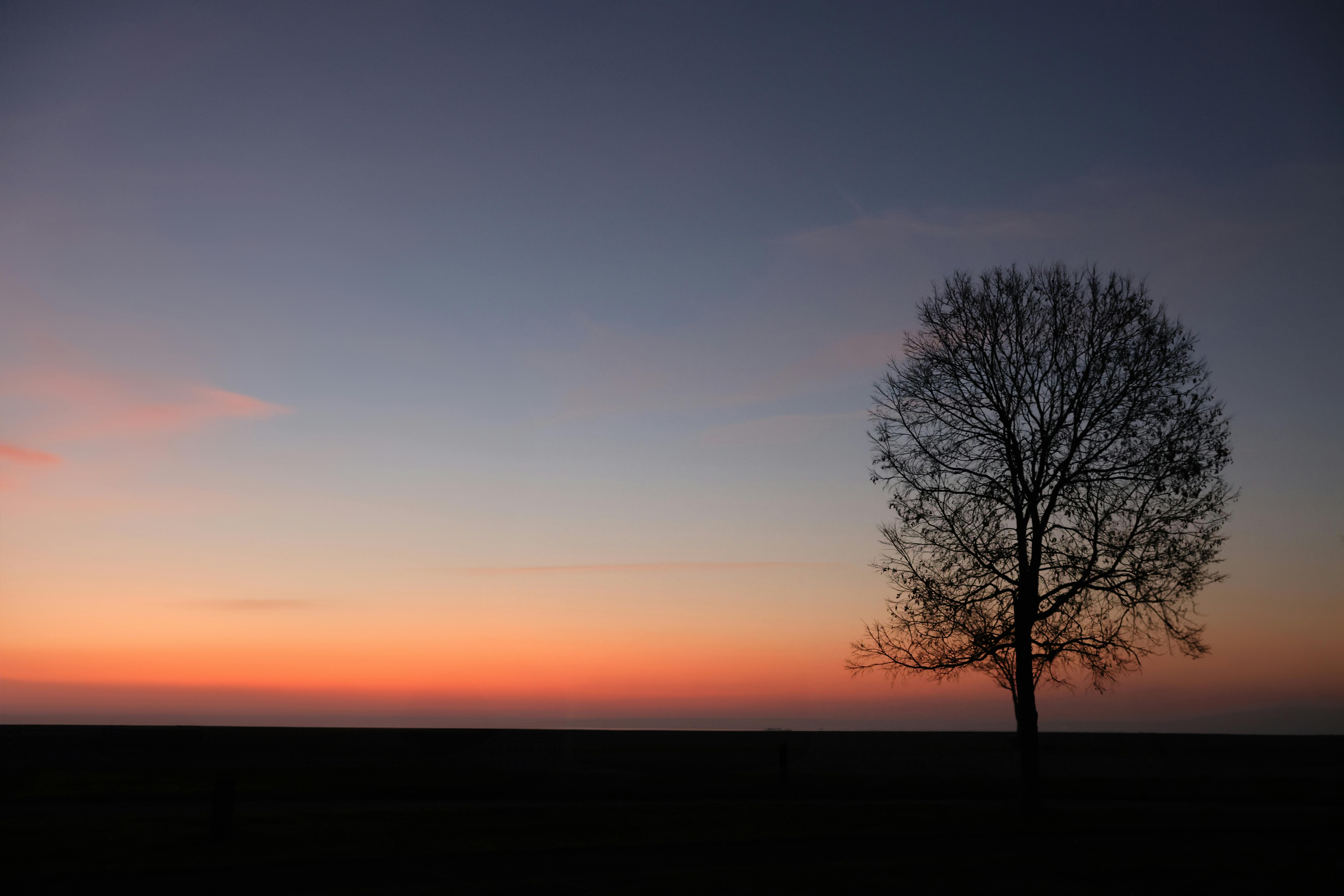Single Tree Silhouette at Sunset · Free Stock Photo