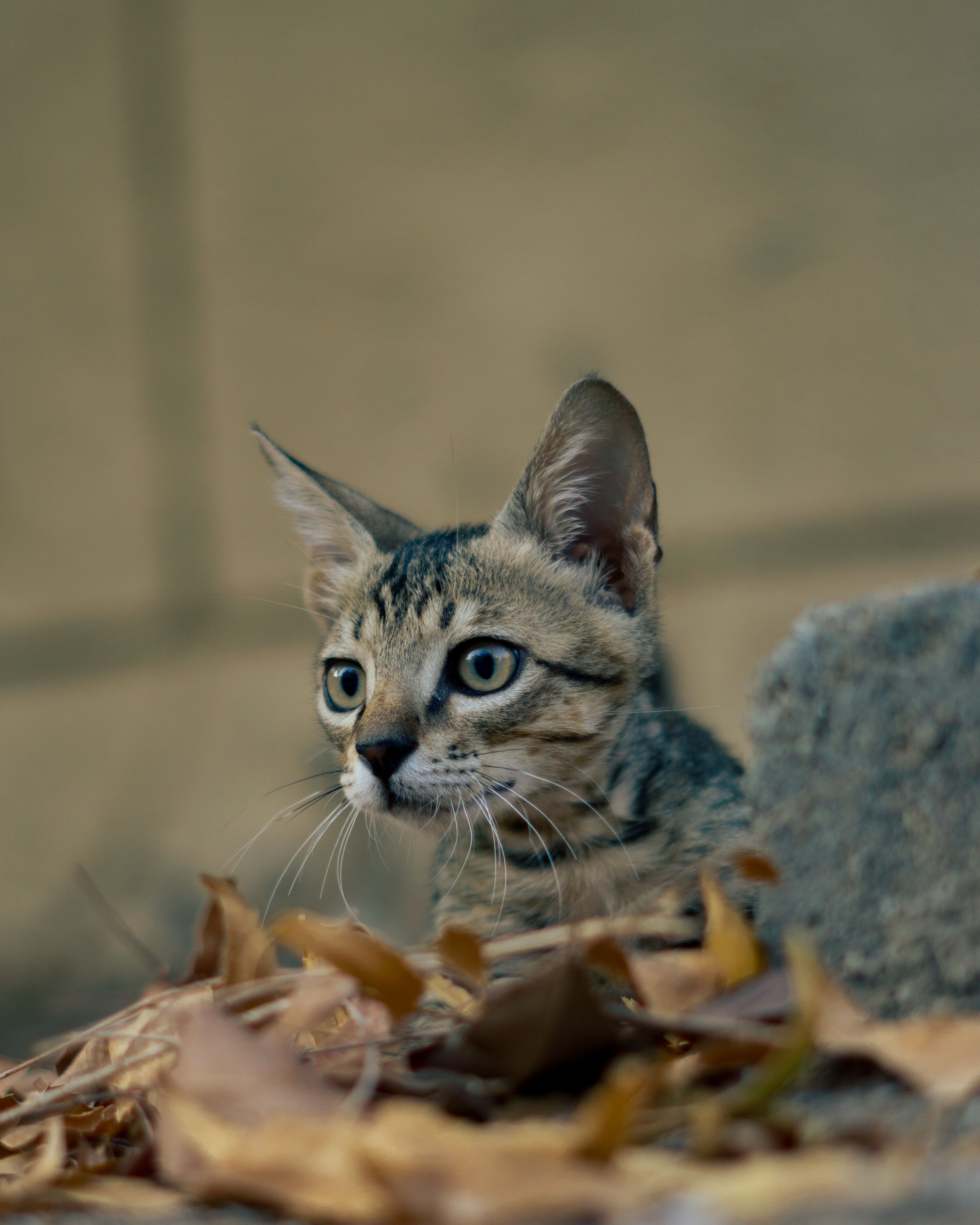 Cat Cute Photos, Download The BEST Free Cat Cute Stock Photos & HD Images