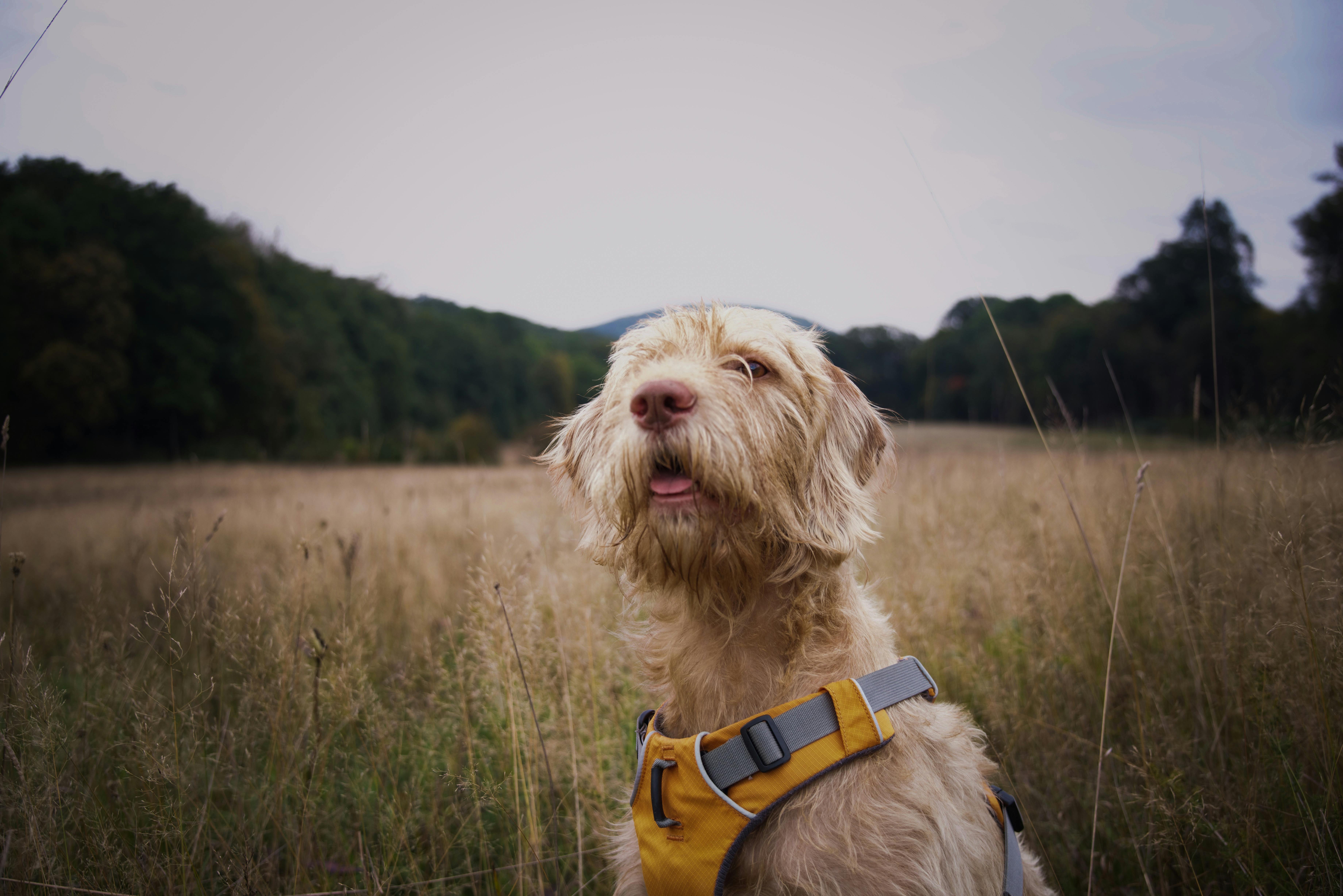 Dog University Photos, Download The BEST Free Dog University Stock ...