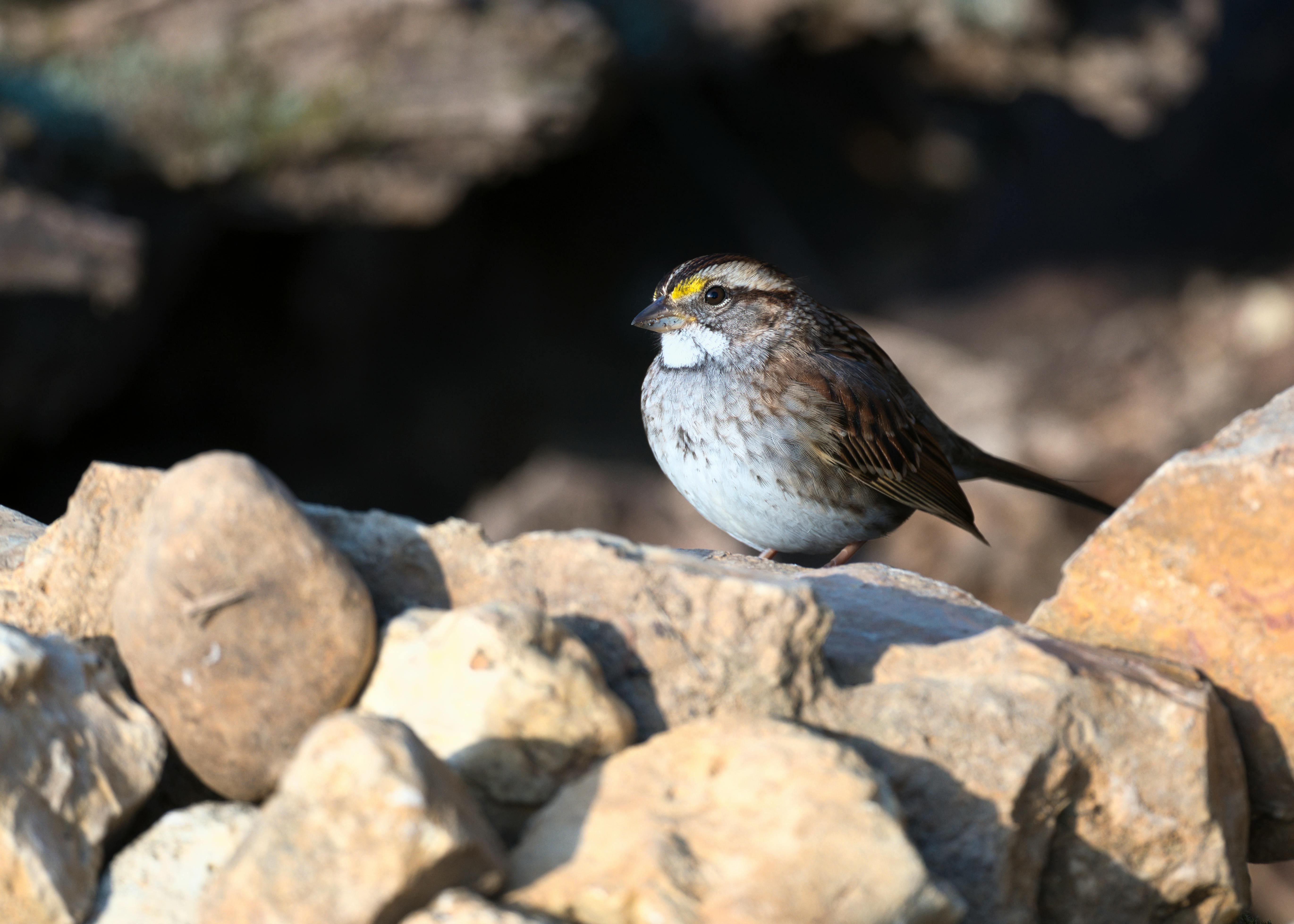 Bird Plan Photos, Download The BEST Free Bird Plan Stock Photos & HD Images