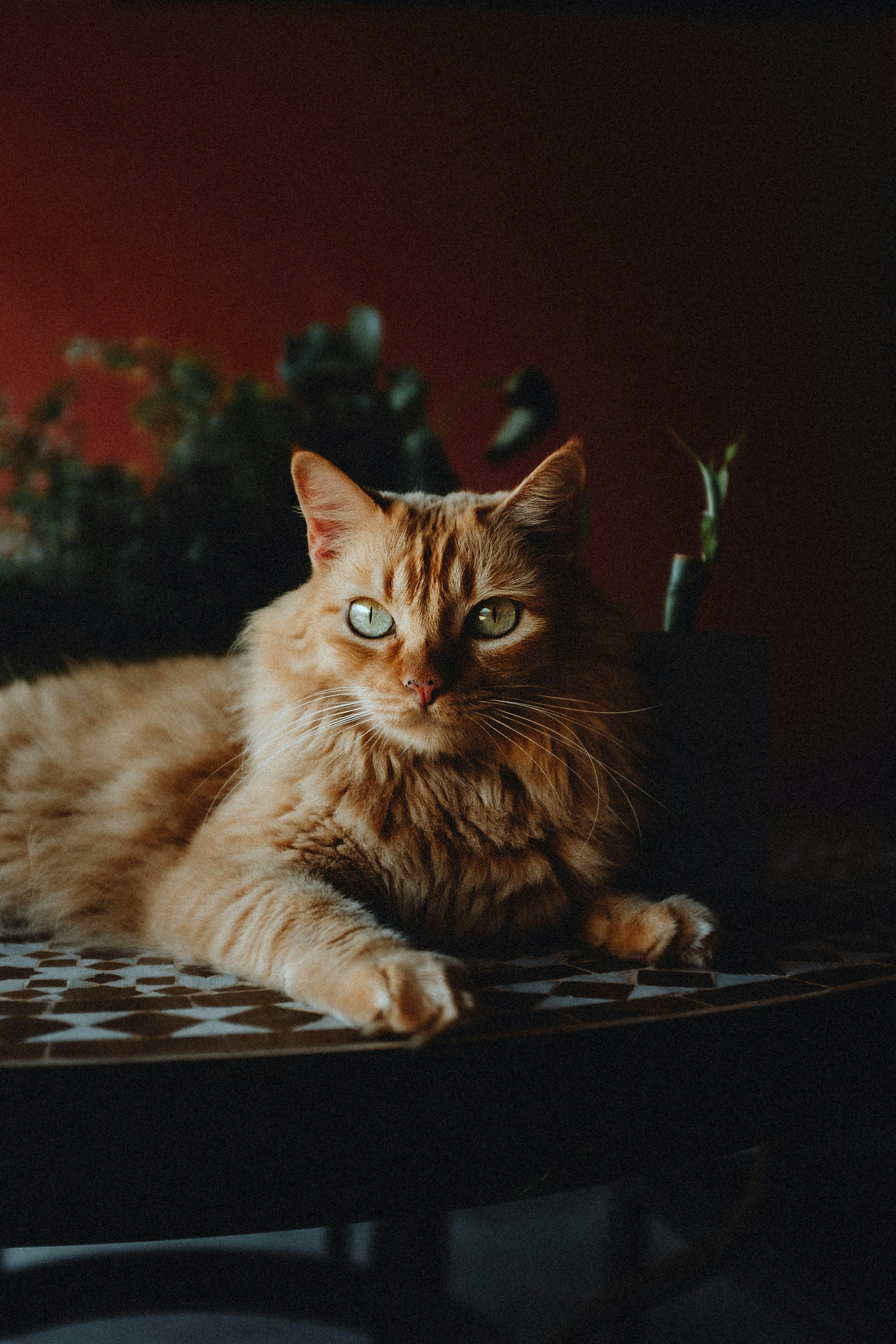 Majestic Ginger Cat · Free Stock Photo