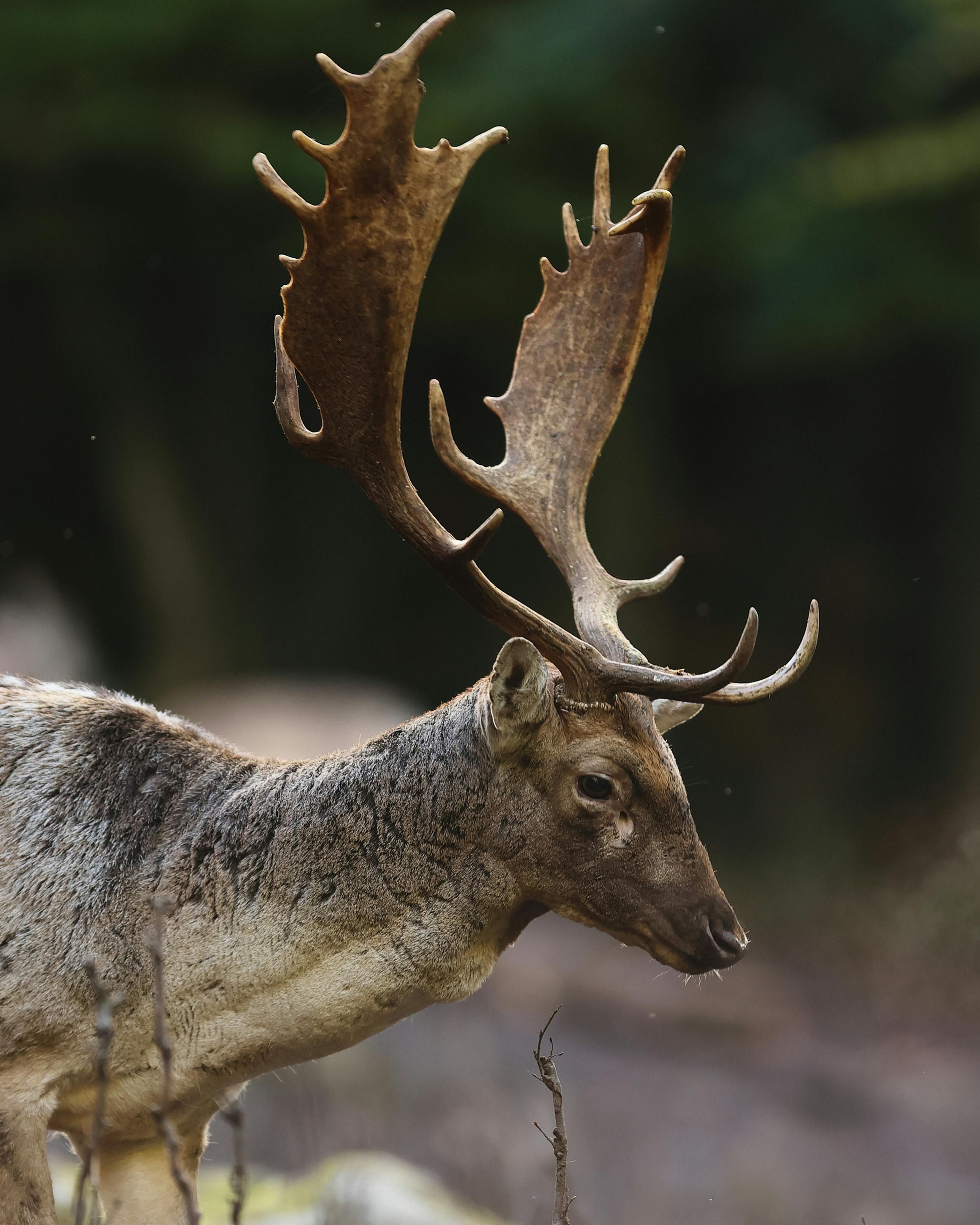 Close-up of a Fallow Deer with Large Antlers · Free Stock Photo