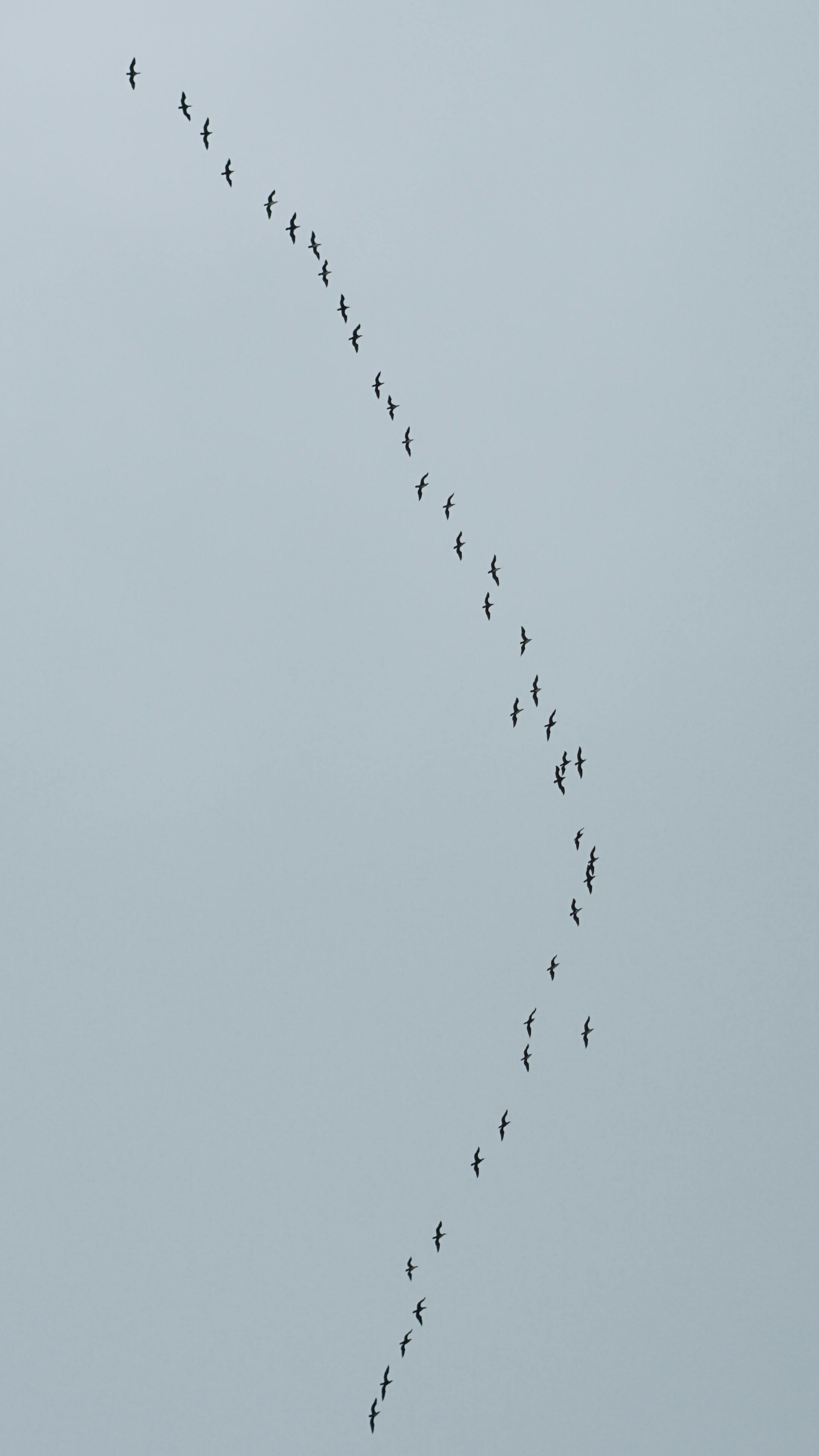 Birds Chirping Photos, Download The BEST Free Birds Chirping Stock ...