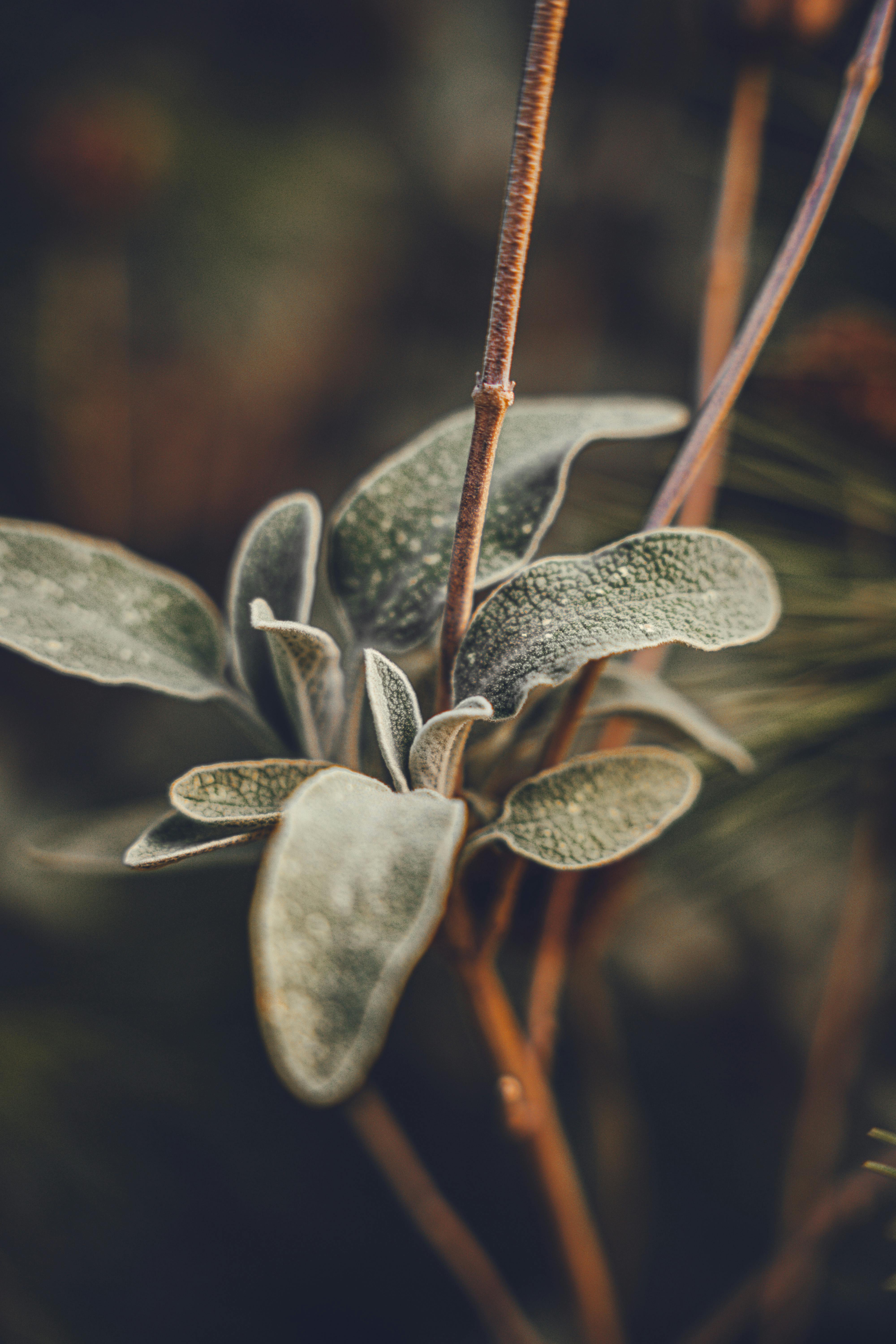 Colour Sage Background Photos, Download The BEST Free Colour Sage ...