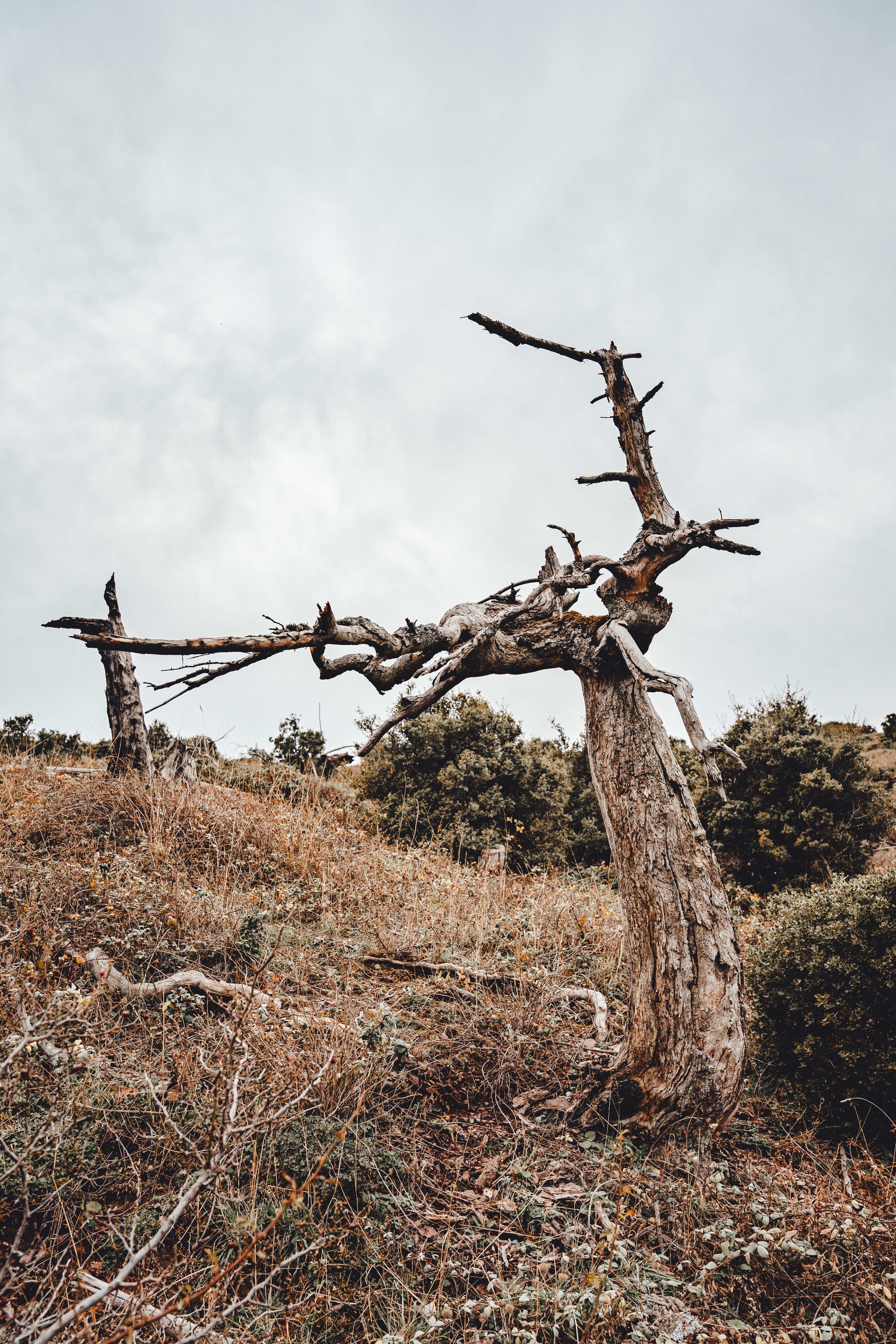 A dead tree on a hillside with a cloudy sky · Free Stock Photo