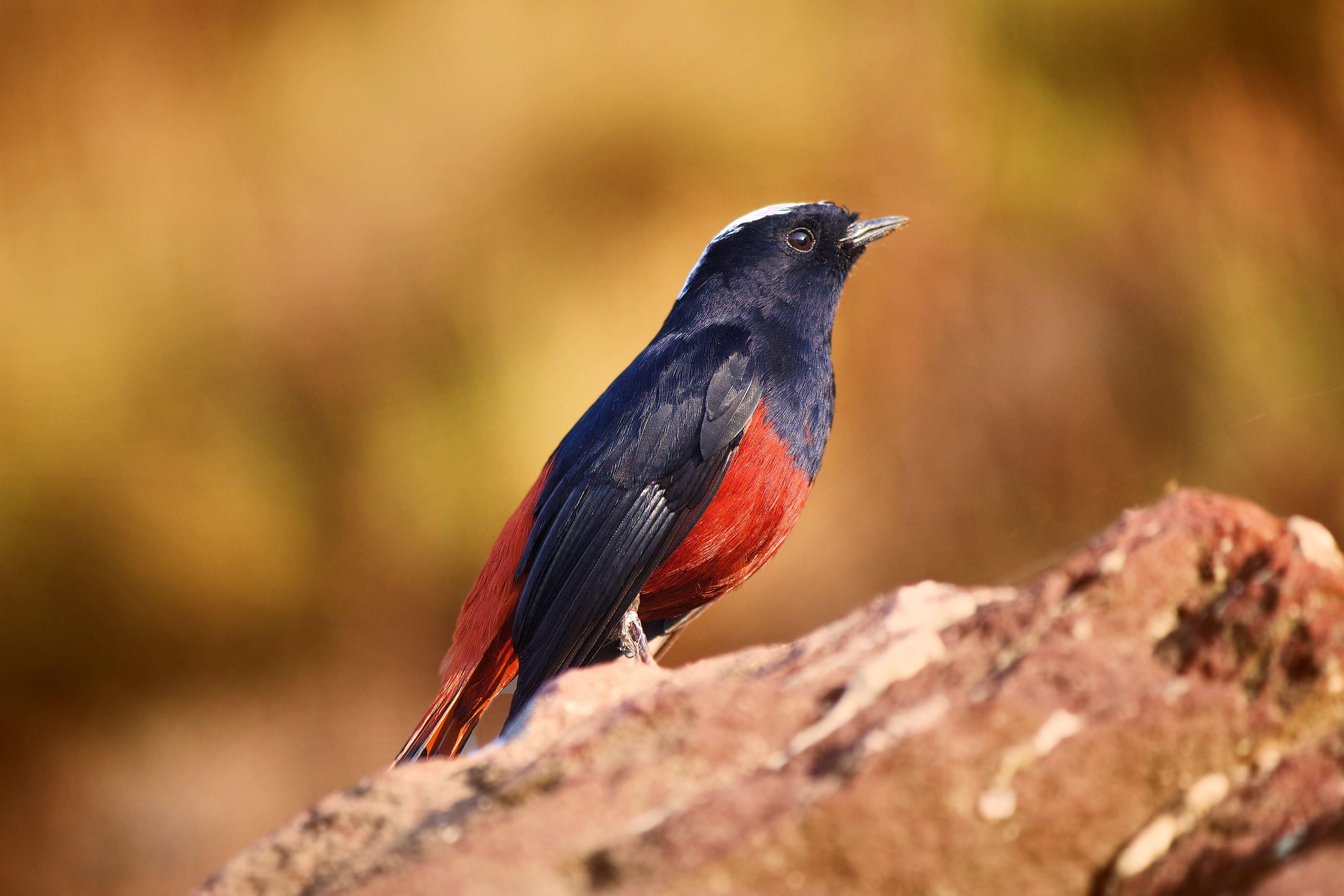 Bird Plan Photos, Download The BEST Free Bird Plan Stock Photos & HD Images