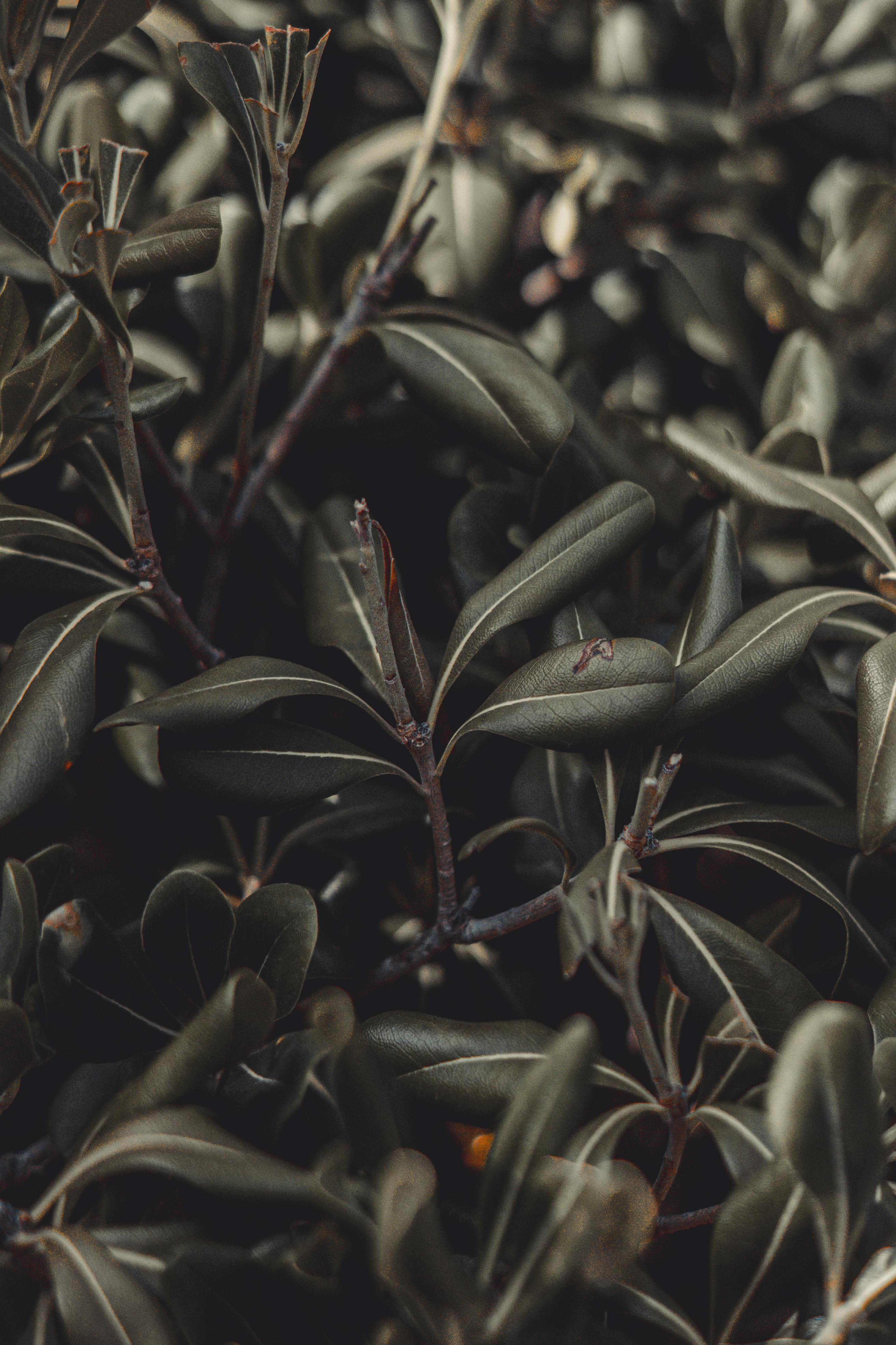 Wildstone Perfume Texture Photos, Download The BEST Free Wildstone ...