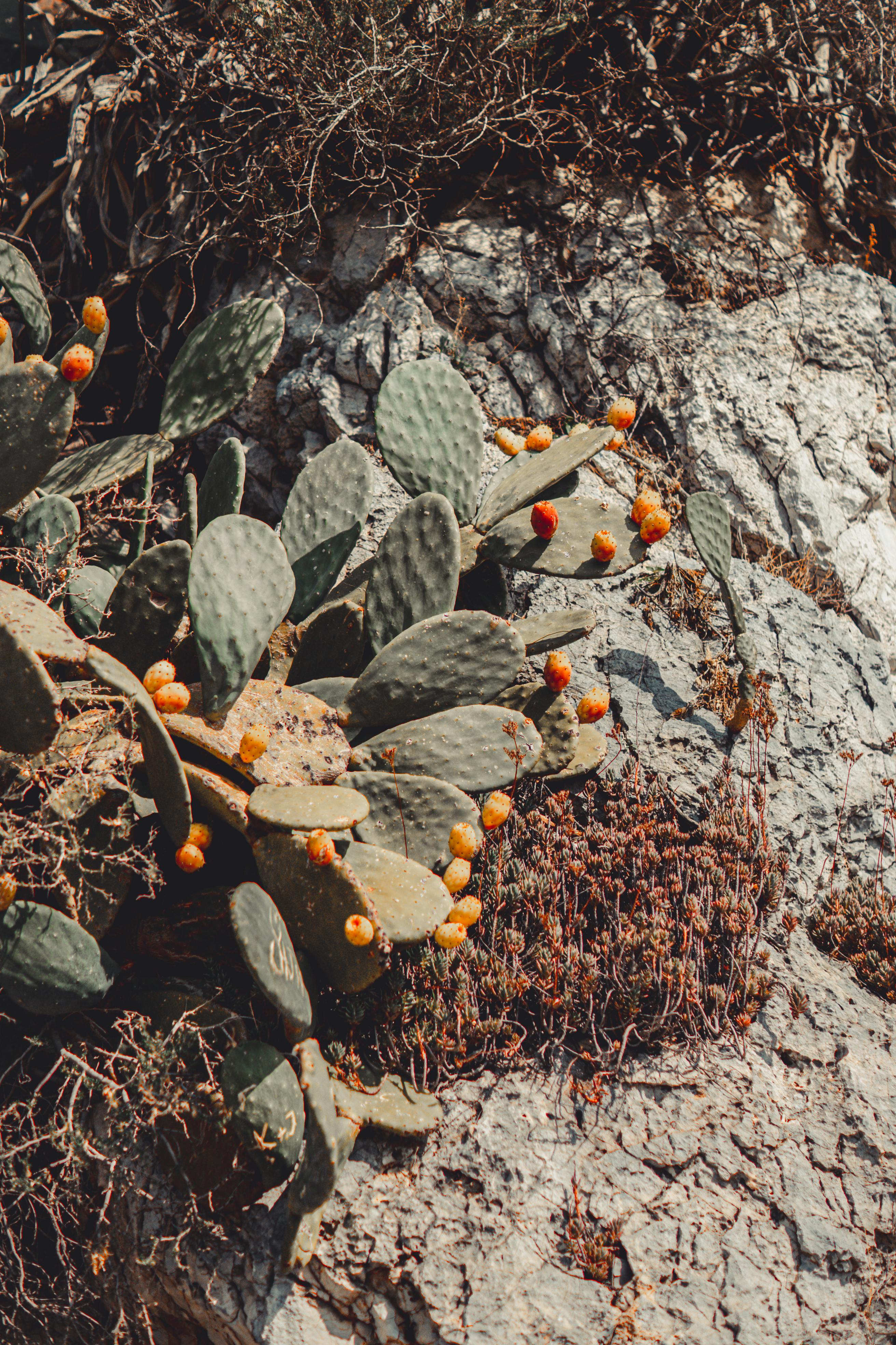 Forest Wild Pear Plant Photos, Download The BEST Free Forest Wild Pear ...