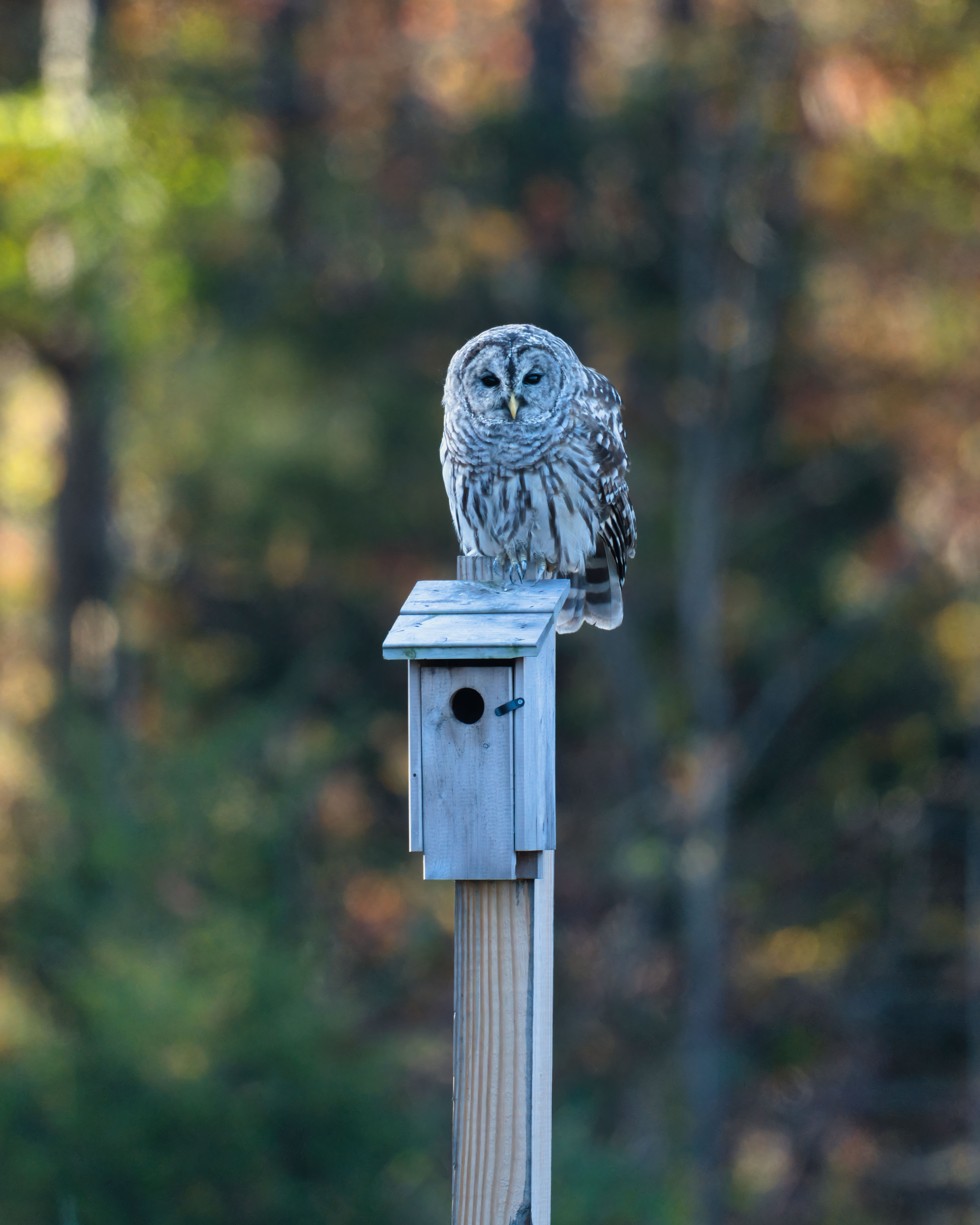 Photo of an Owl Perching on a Birdhouse · Free Stock Photo