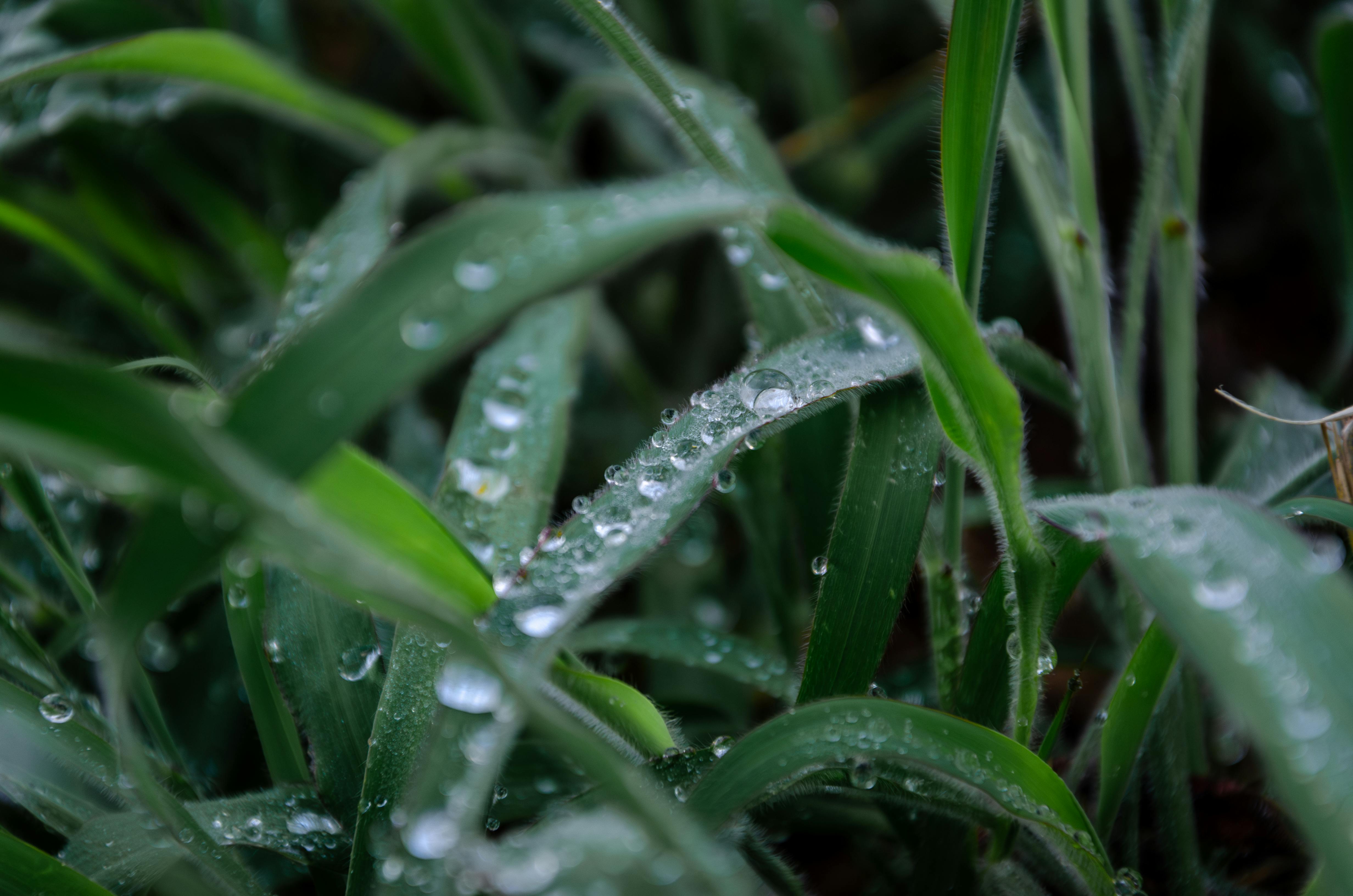 Dew · Free Stock Photo