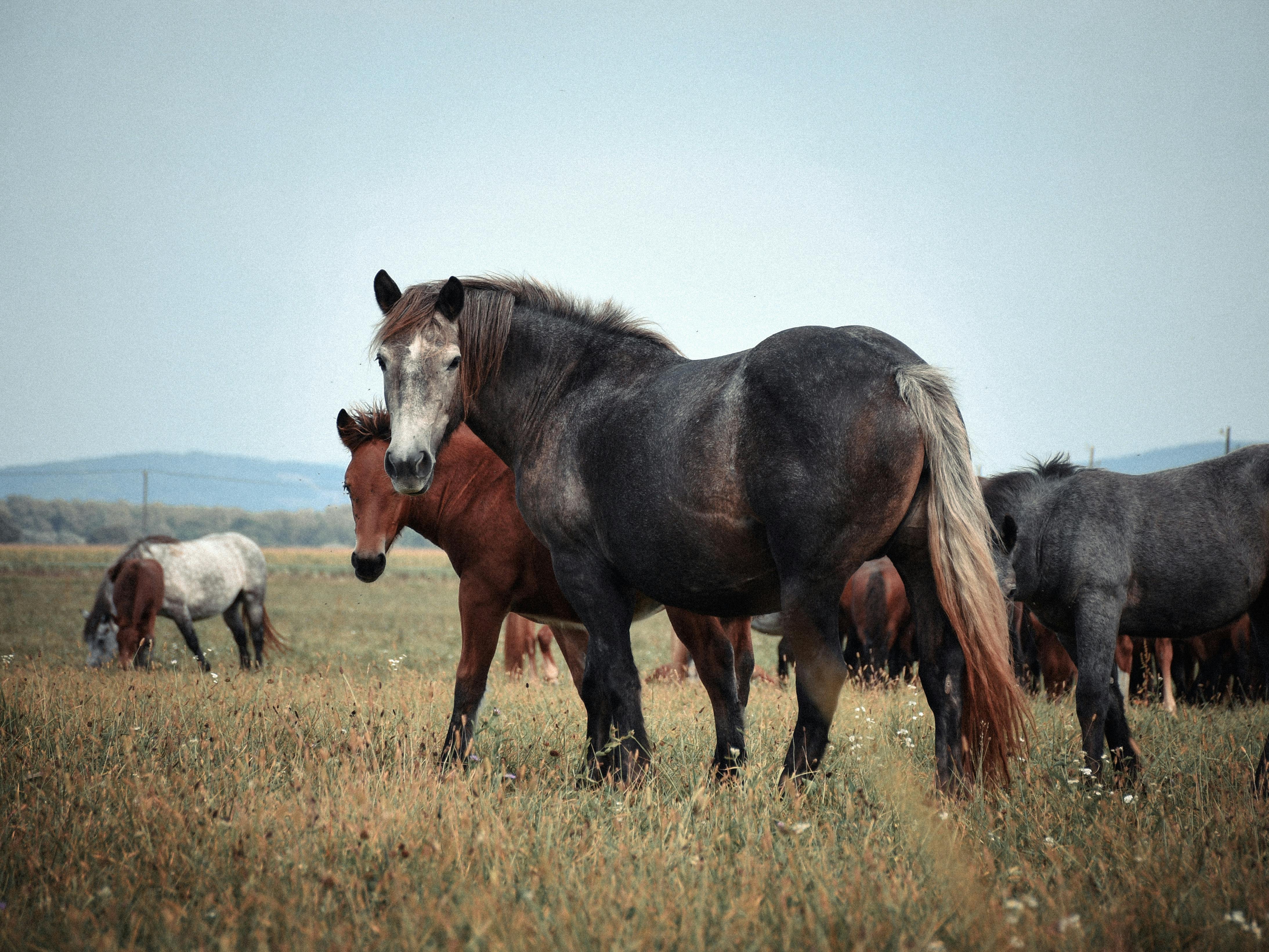 Herd of Horses with Foals in a Pasture · Free Stock Photo