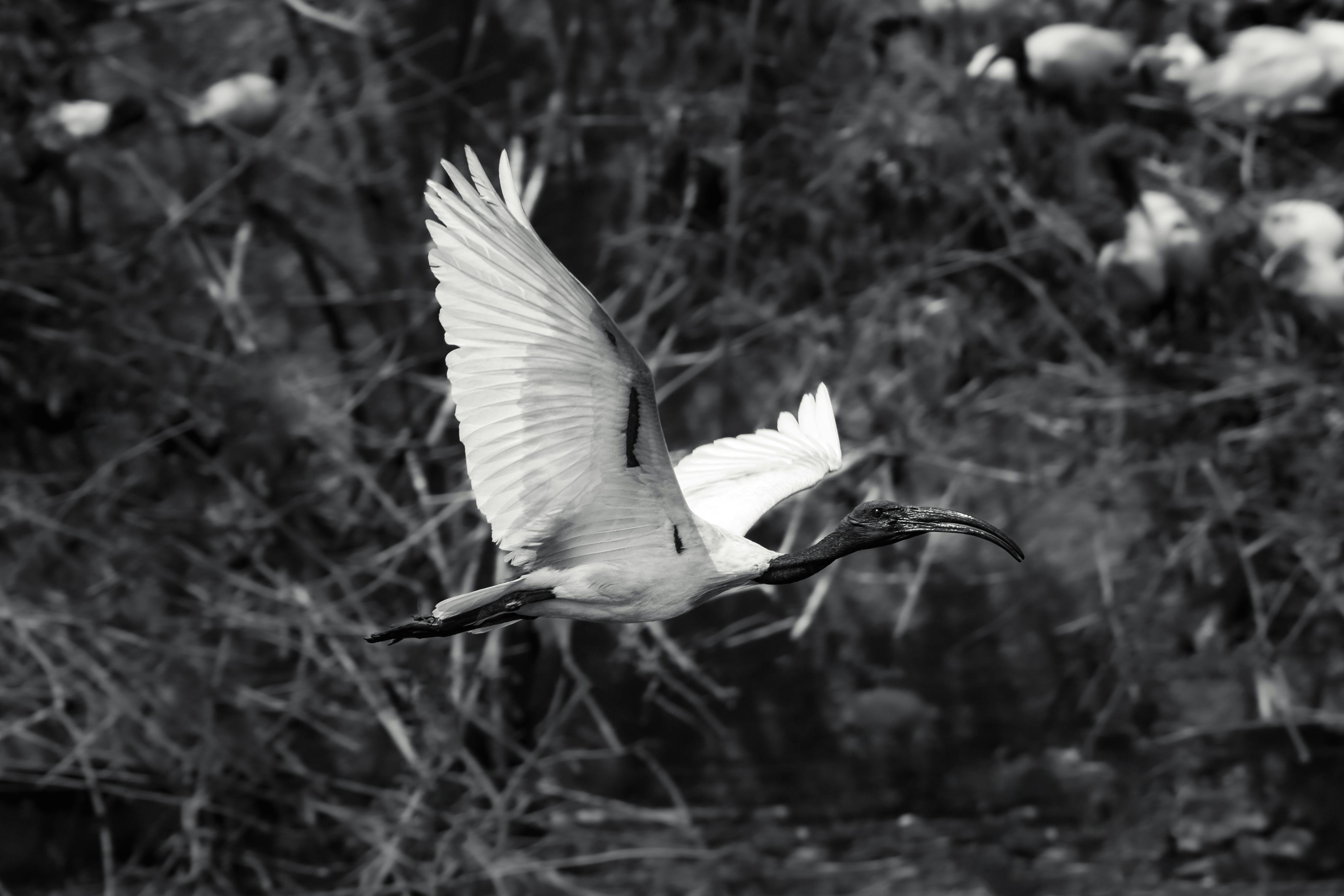 Ibis Photos, Download The BEST Free Ibis Stock Photos & HD Images