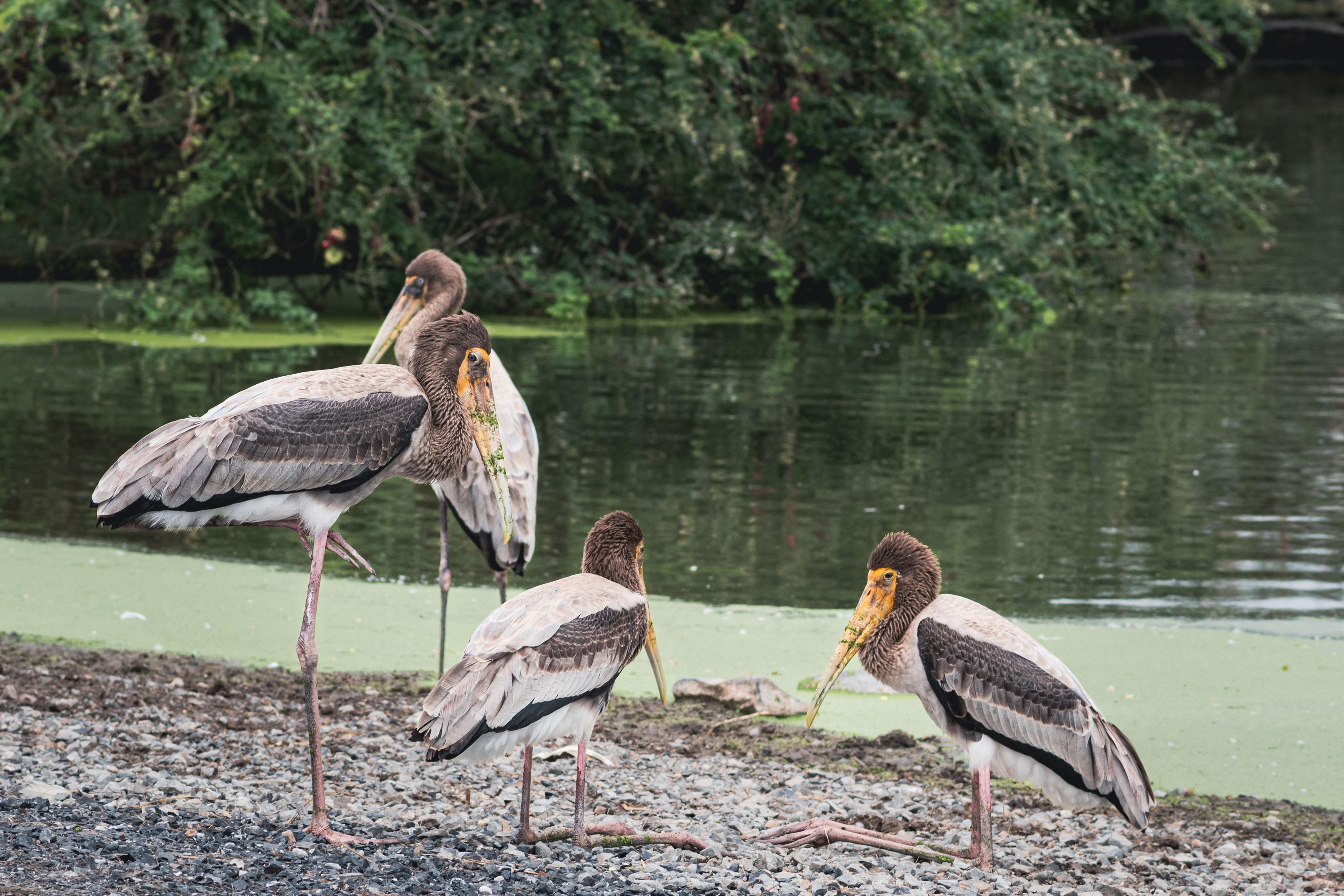 Photo gratuite de animaux, aviaire, beauté naturelle, bec, calme ...