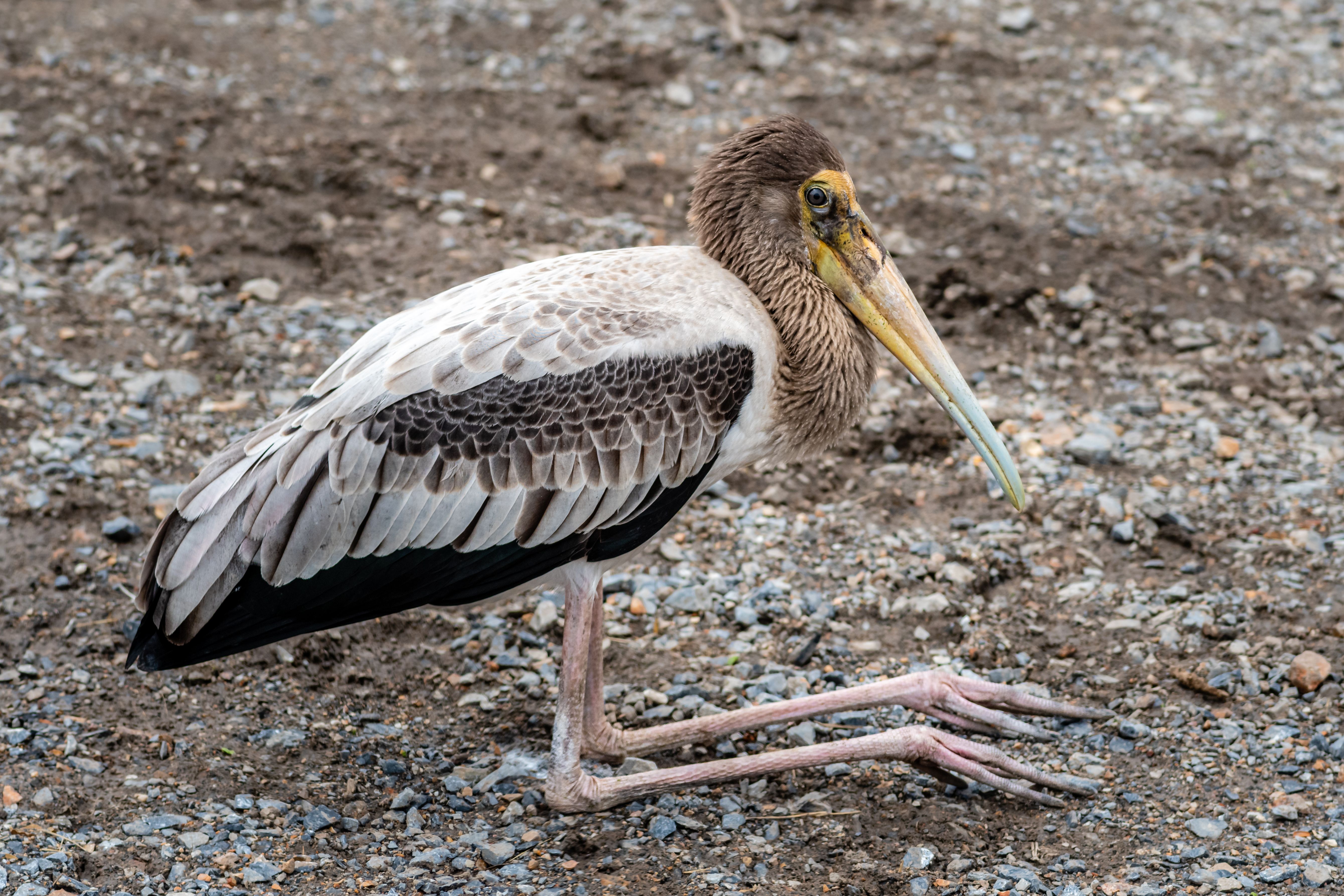 Close-up of a Painted Stork Sitting on the Ground · Free Stock Photo