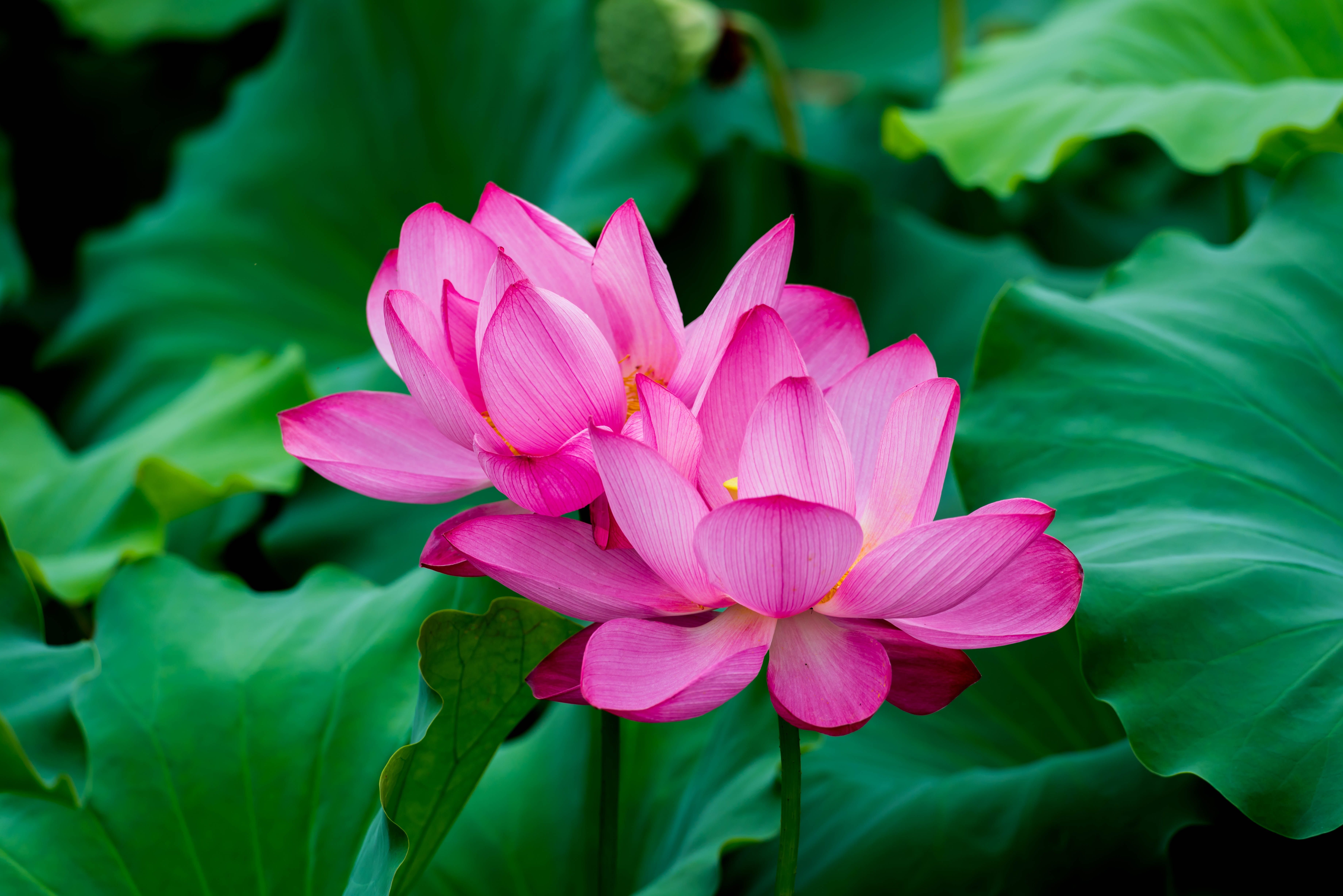White and Pink Lotus Flower Buds · Free Stock Photo