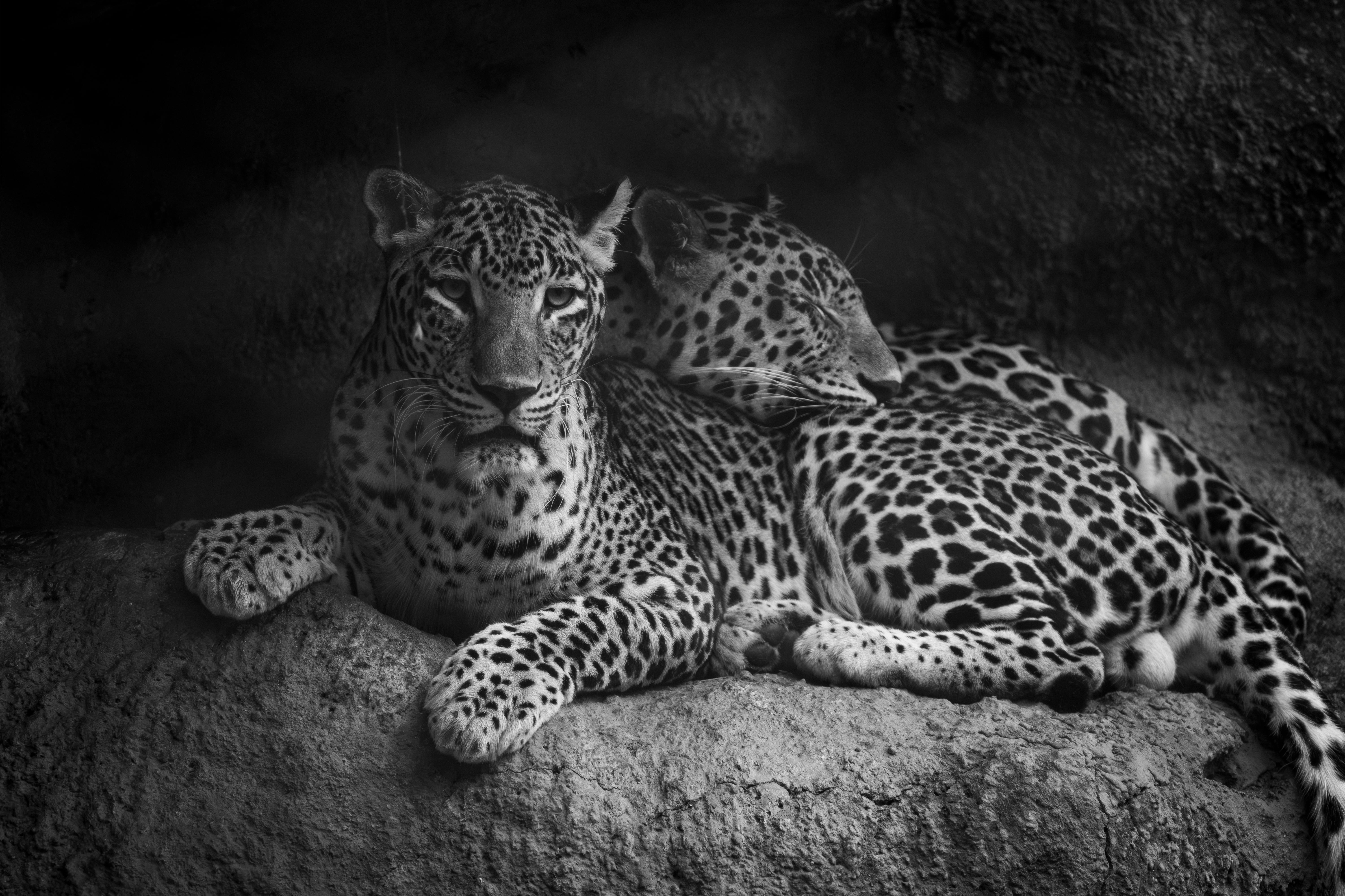 Two Leopards Lying Together · Free Stock Photo