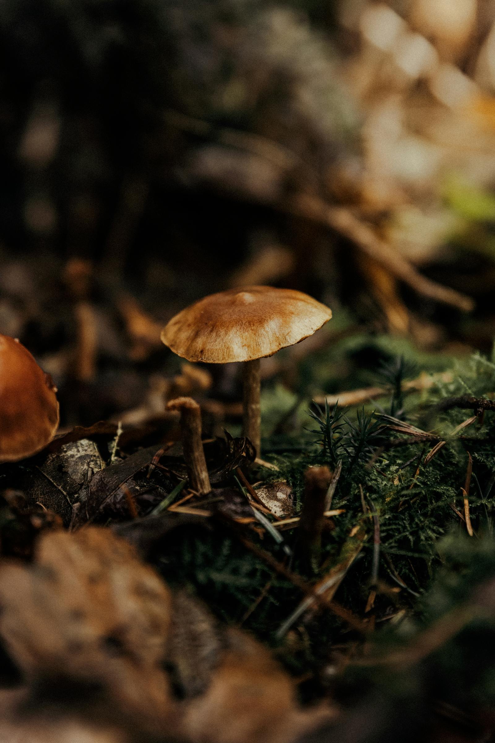 Forest Floor Photos, Download The BEST Free Forest Floor Stock Photos ...