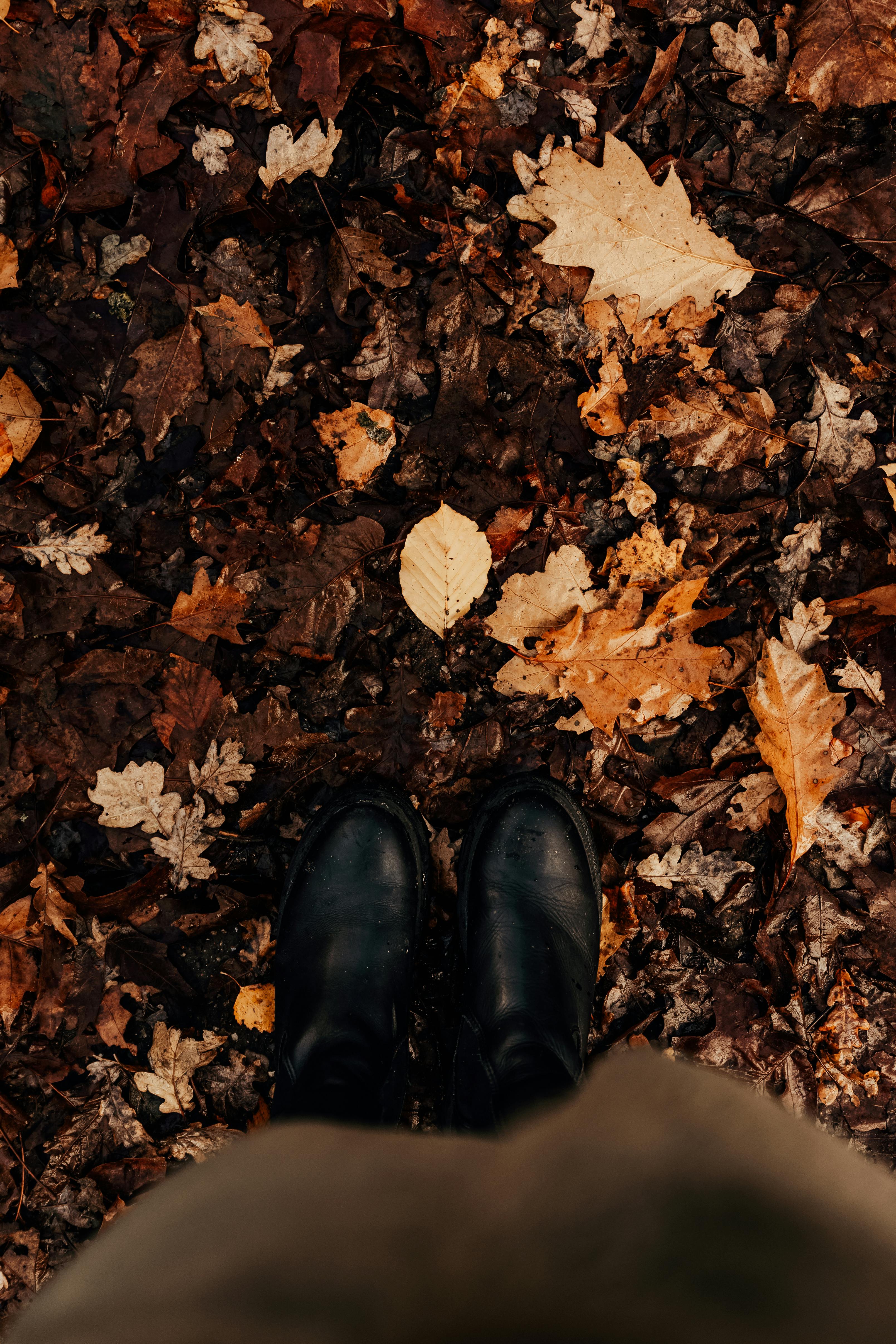 Person Standing on a Ground With Dry Leaves · Free Stock Photo