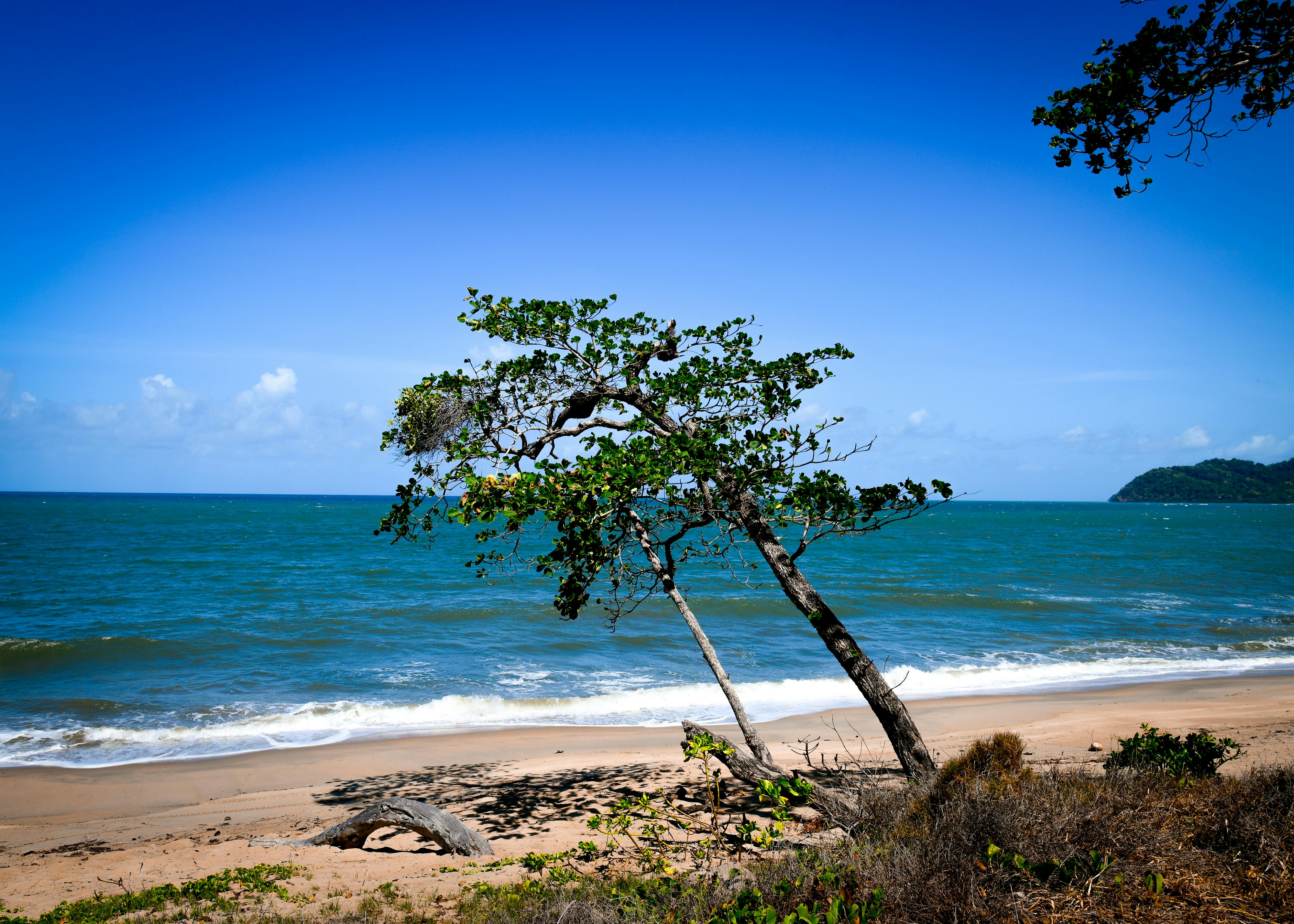 Trees on Sea shore · Free Stock Photo