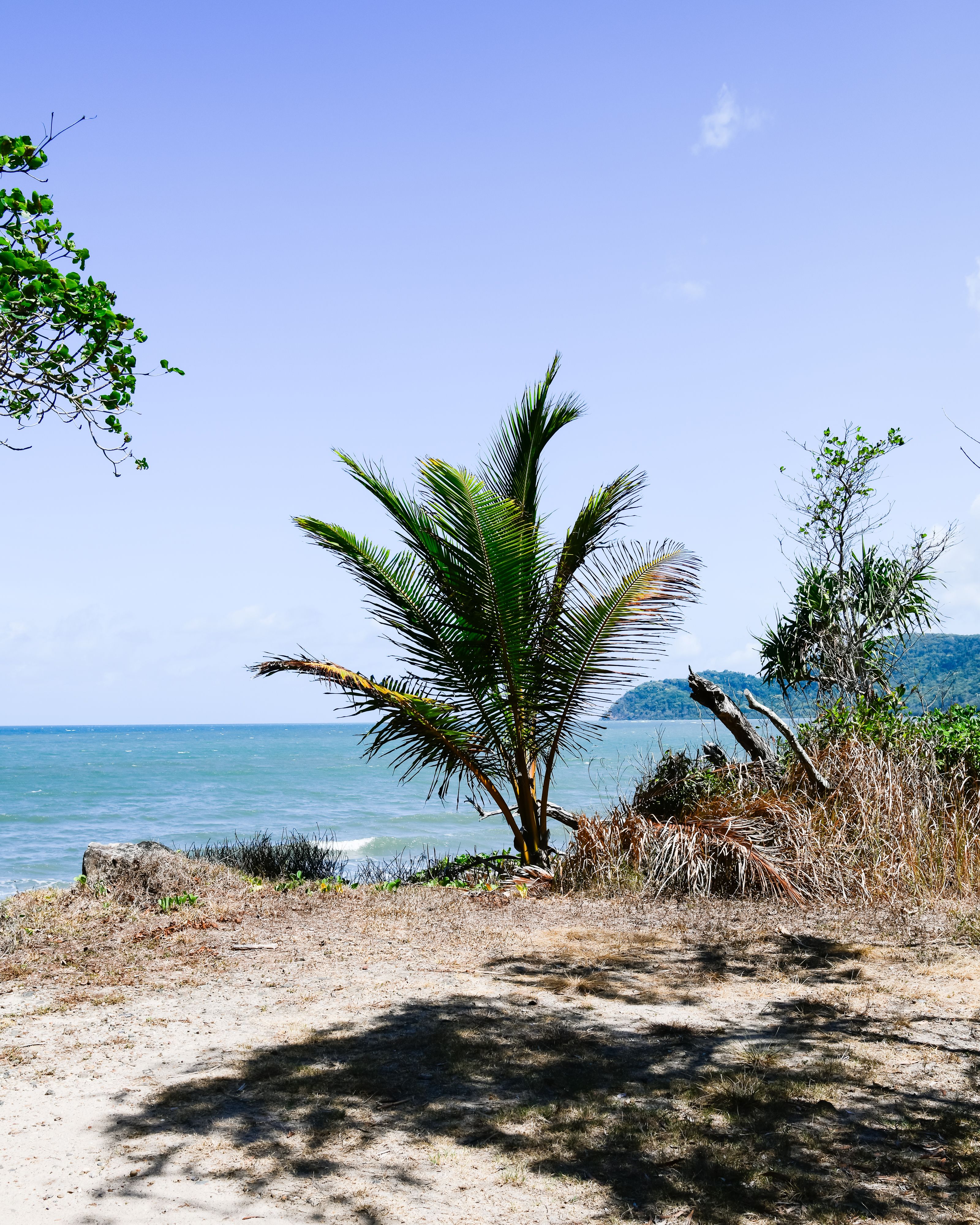 A palm tree is near the ocean and a beach · Free Stock Photo