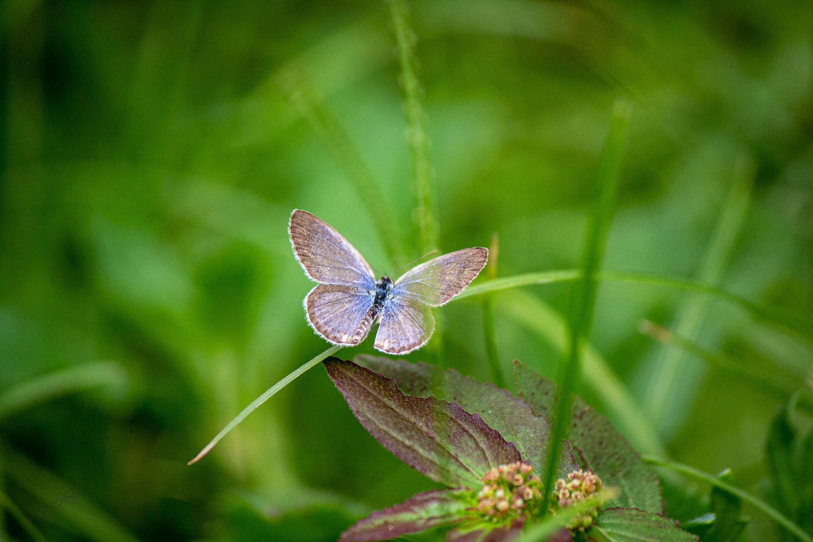 Butterfly Skeleton Photos, Download The BEST Free Butterfly Skeleton ...