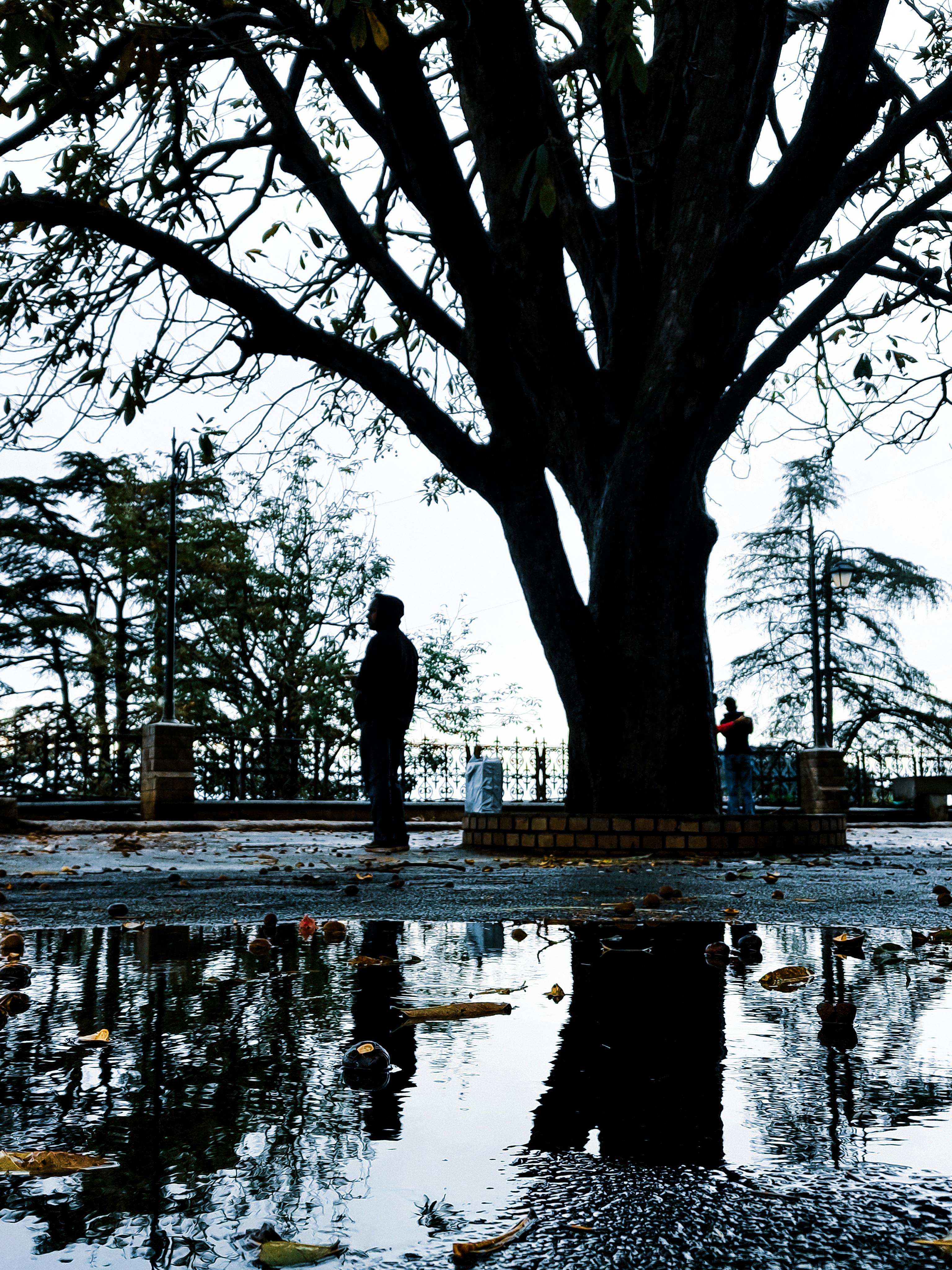Man Waiting Under a Tree at a Viewpoint · Free Stock Photo