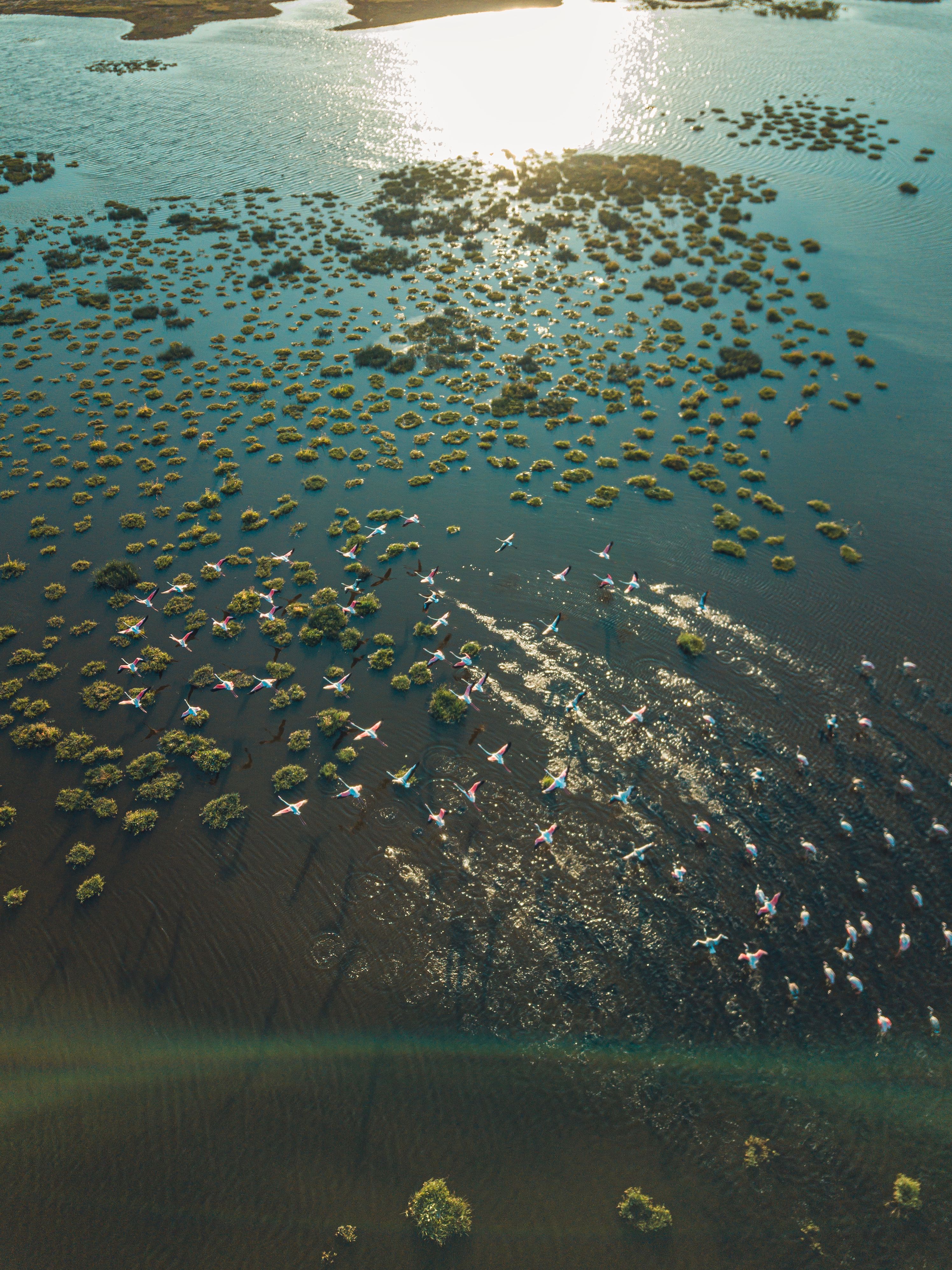 Aerial View of Birds Flying Low Over the River · Free Stock Photo