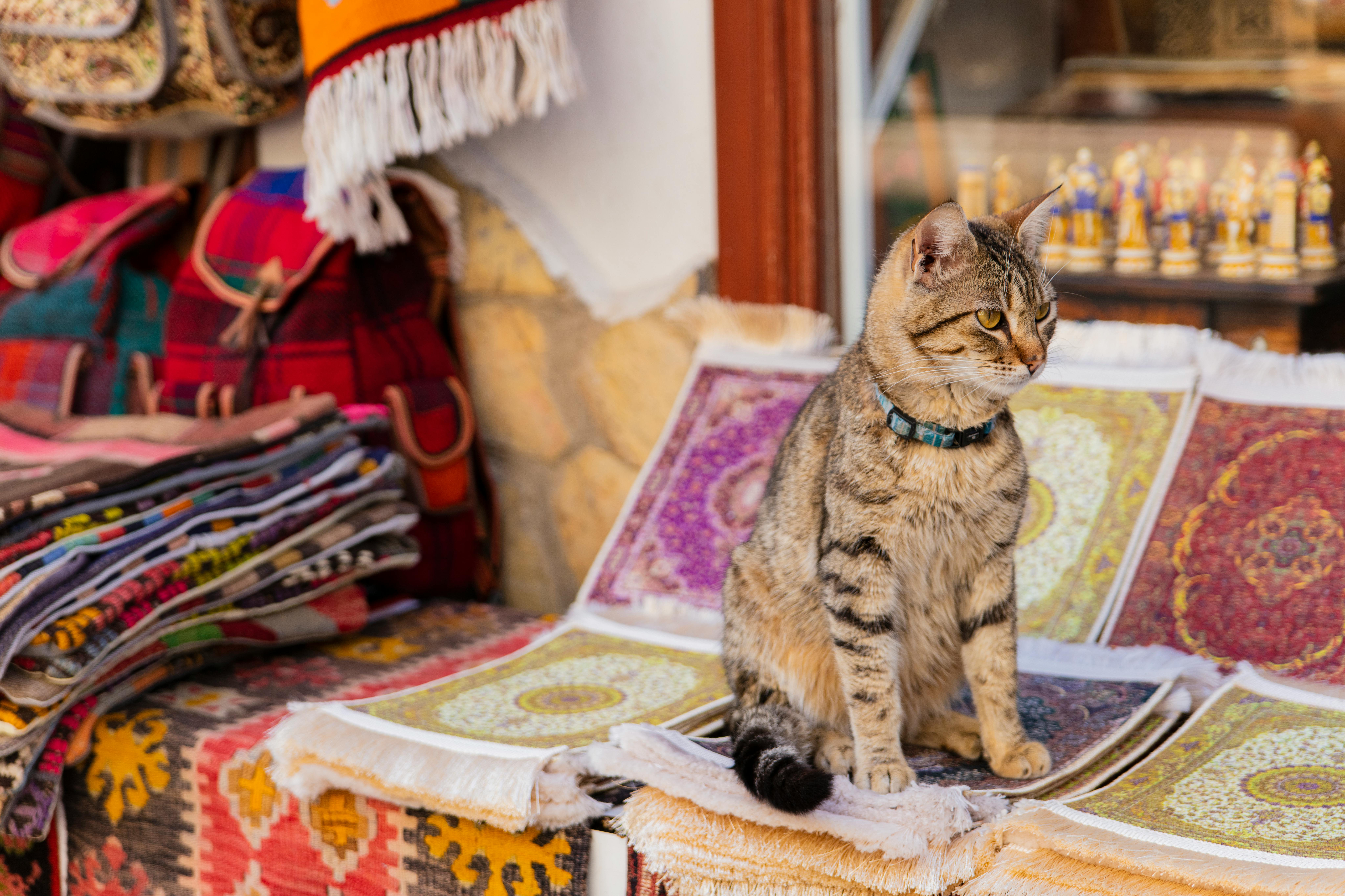 Close-up of a Tabby Cat on a Market Stall · Free Stock Photo