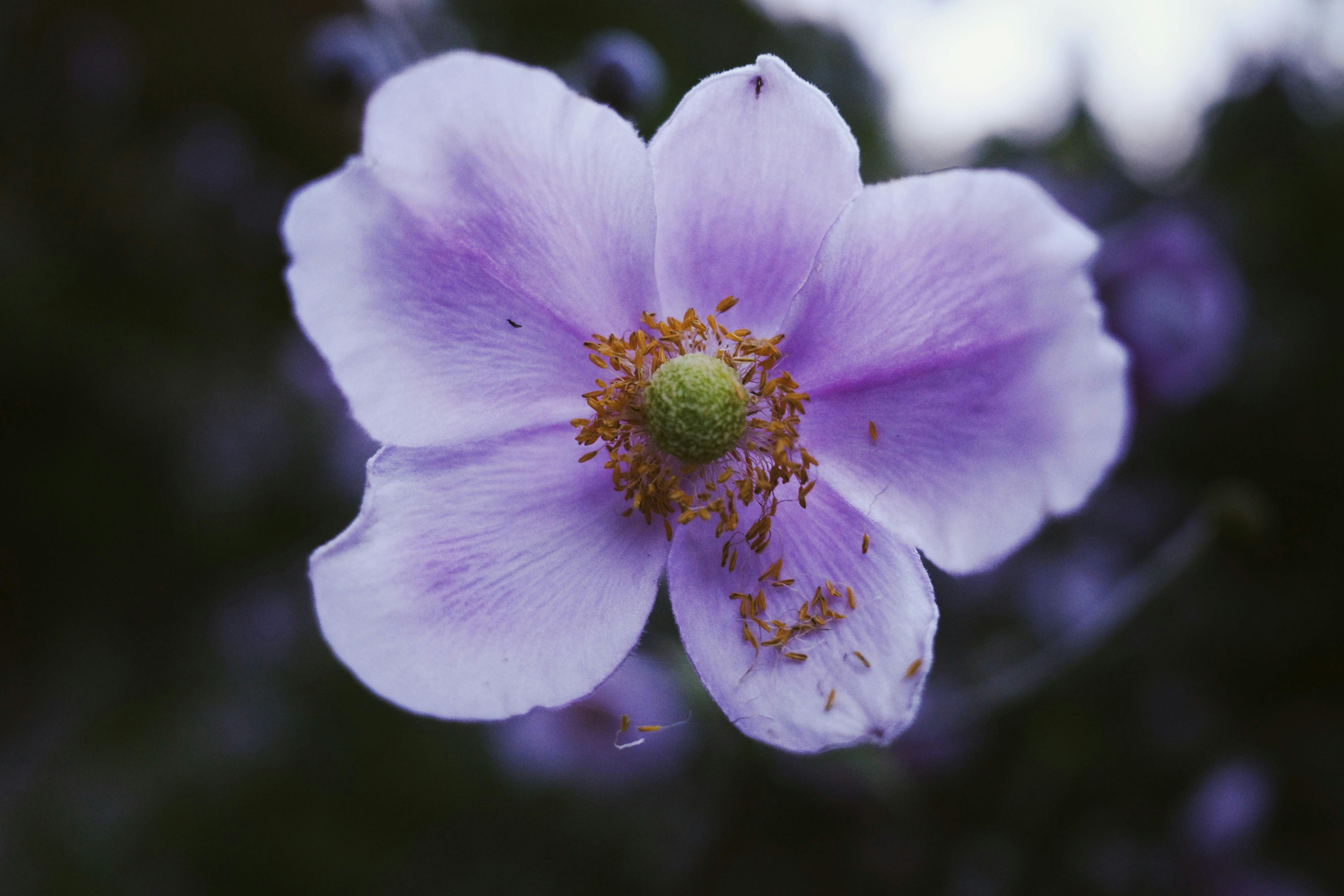 Wilde Plant Photos, Download The BEST Free Wilde Plant Stock Photos ...