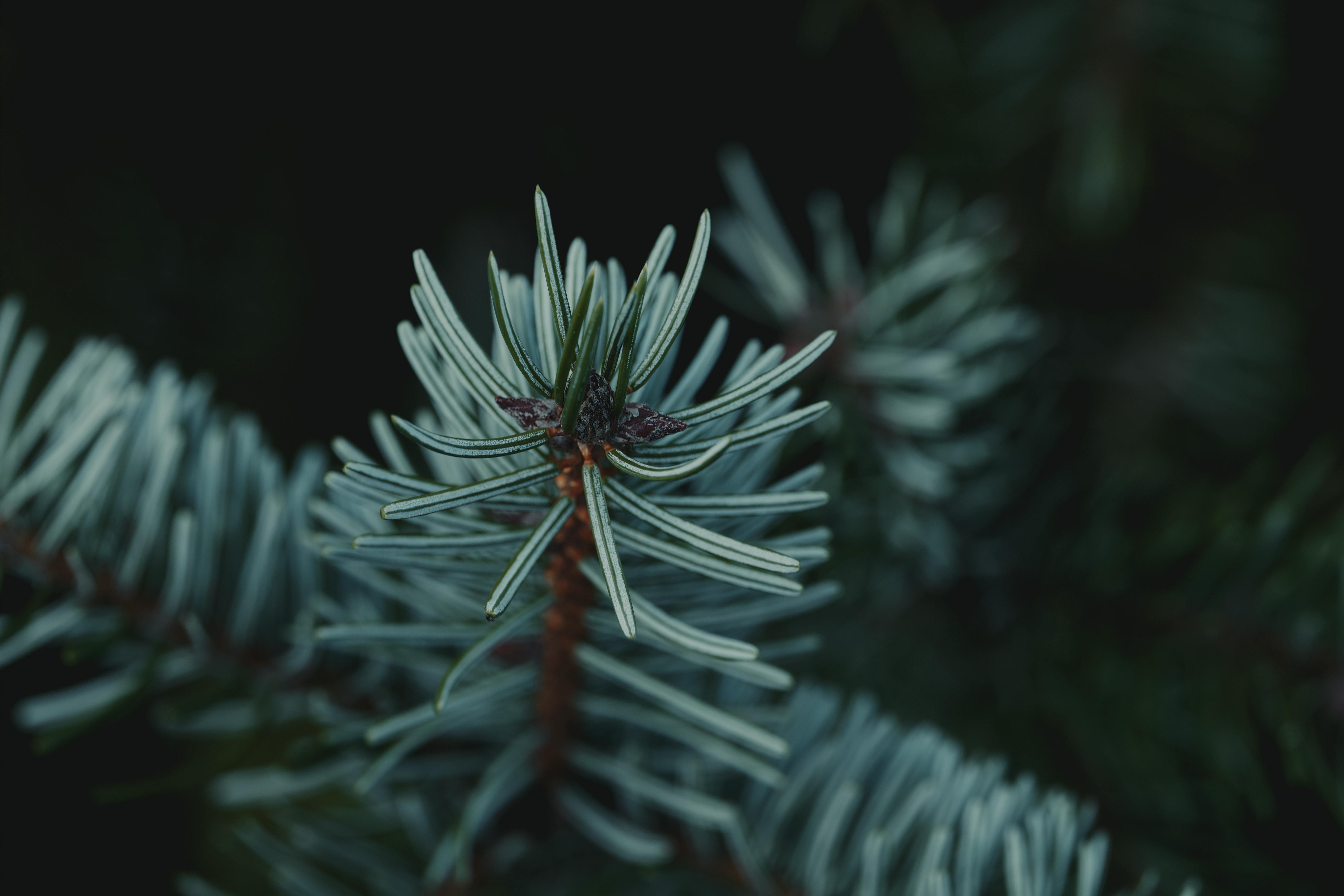 Silver Spruce Photos, Download The BEST Free Silver Spruce Stock Photos ...