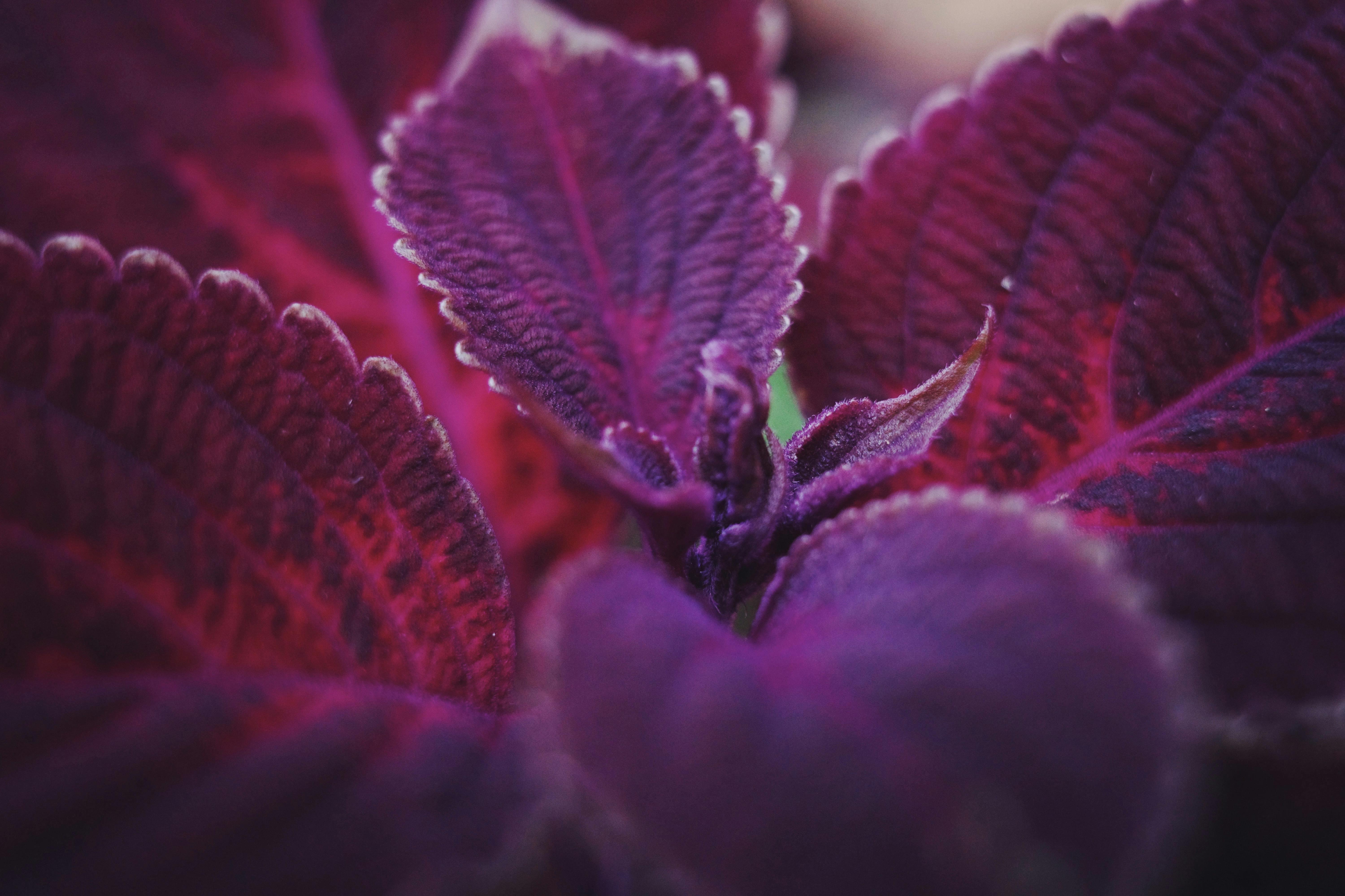 Purple Coleus Leaves · Free Stock Photo